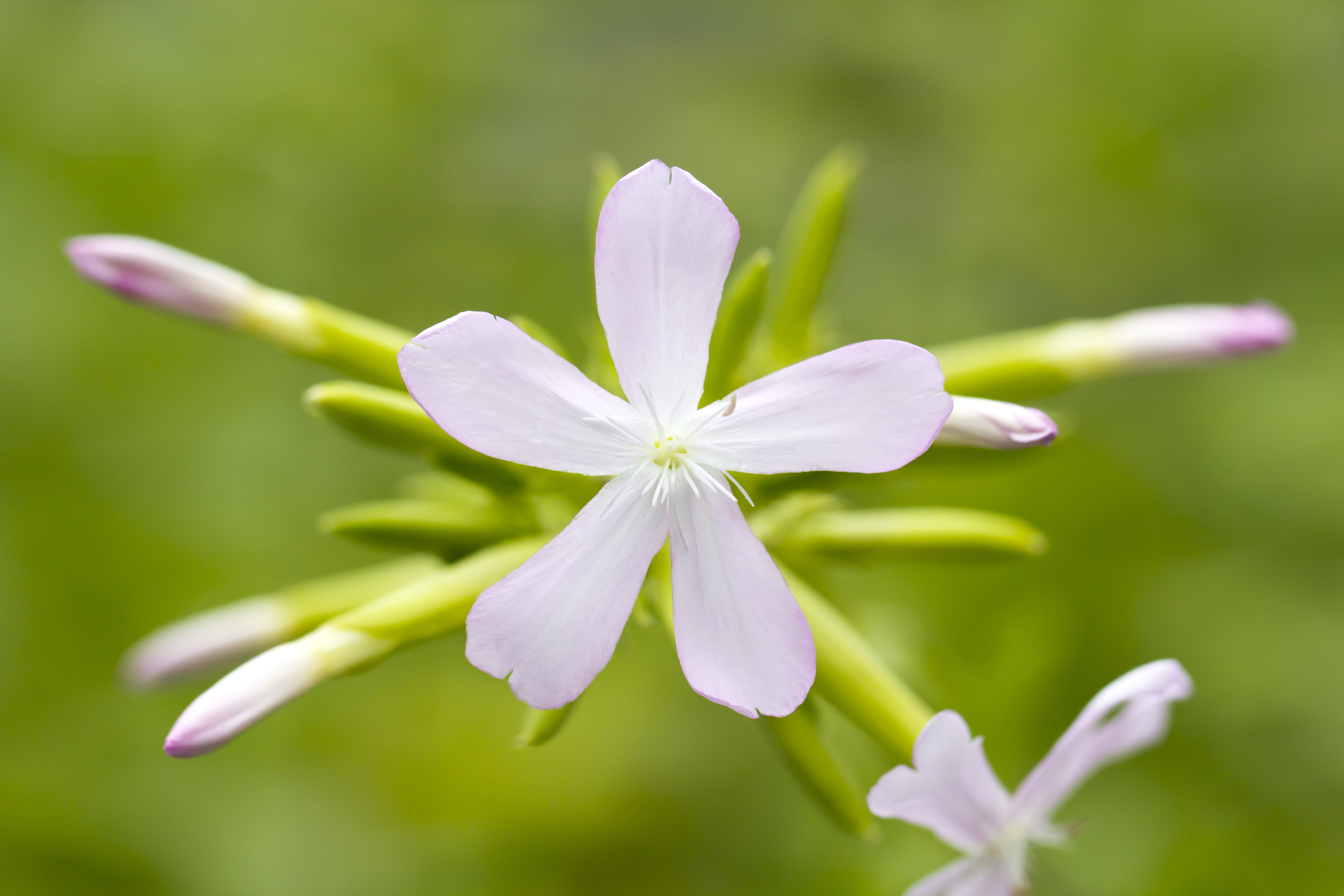 Latitude Run® Flowering Soapwort by Jonathan Austin Daniels - Wayfair ...