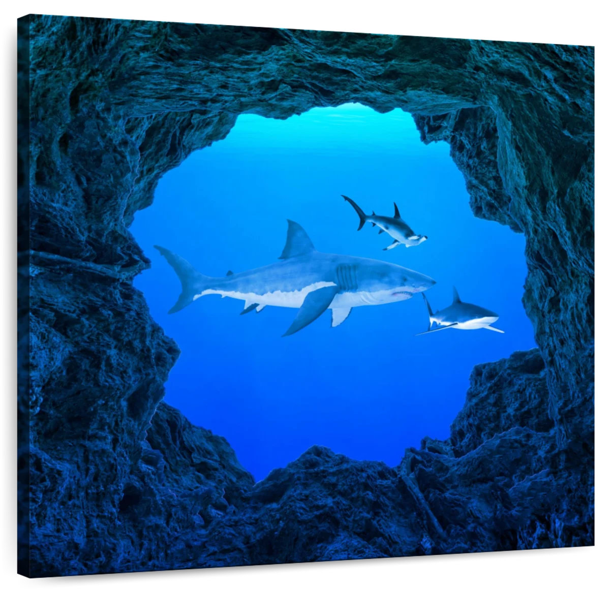 Ebern Designs Brampt Sharks Ocean Hole - Wayfair Canada