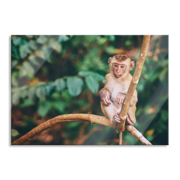 Brayden Studio Little Monkey Sits On A Branch - No Frame Print on Glass ...