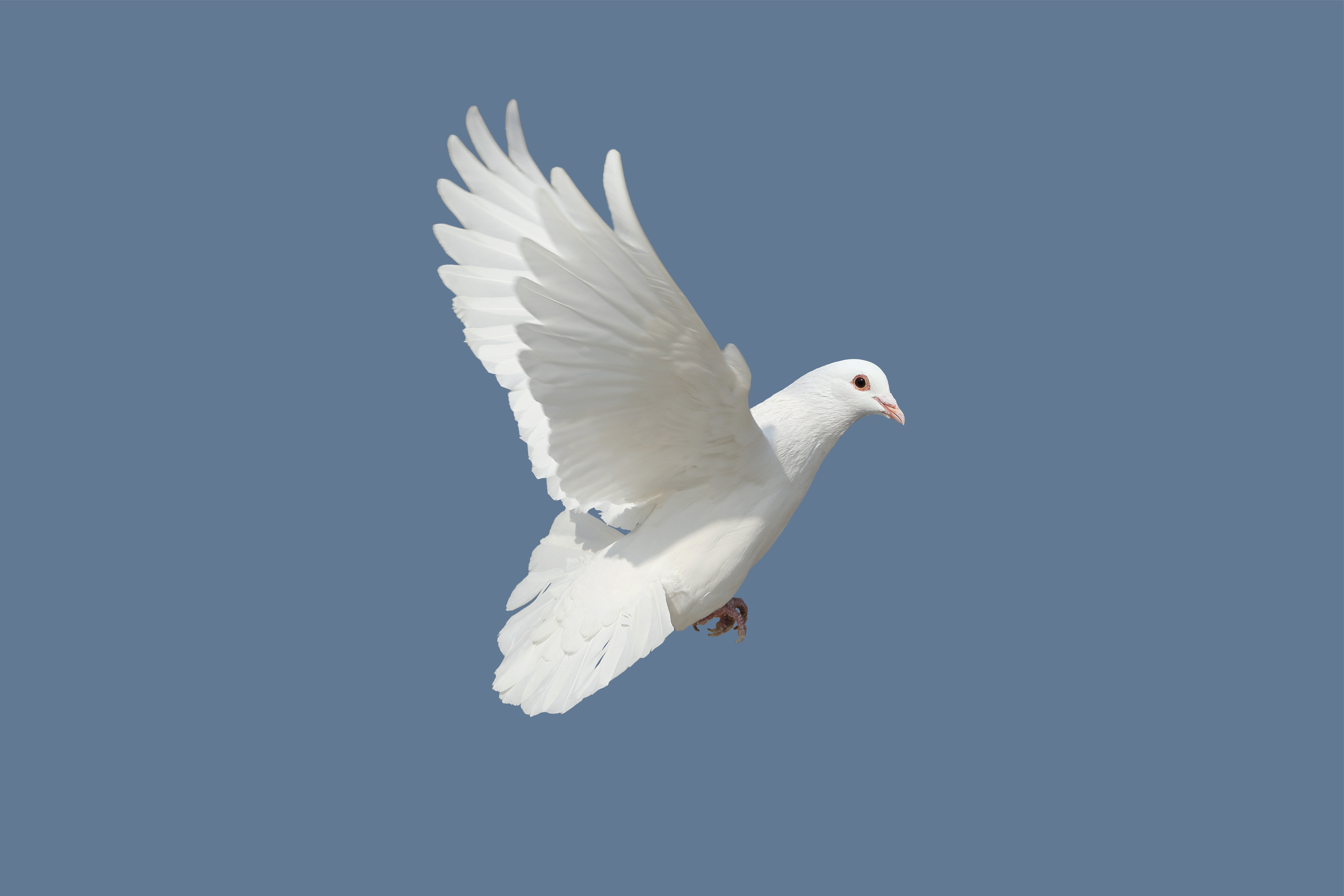 Ebern Designs " Dove Bird " by Cyoginan | Wayfair