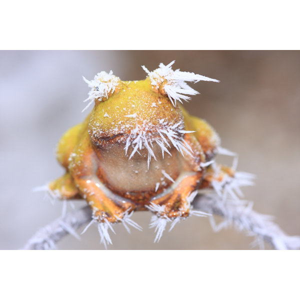 Ebern Designs Ivet Frosty Weather Frog In Cold Season On Canvas by ...