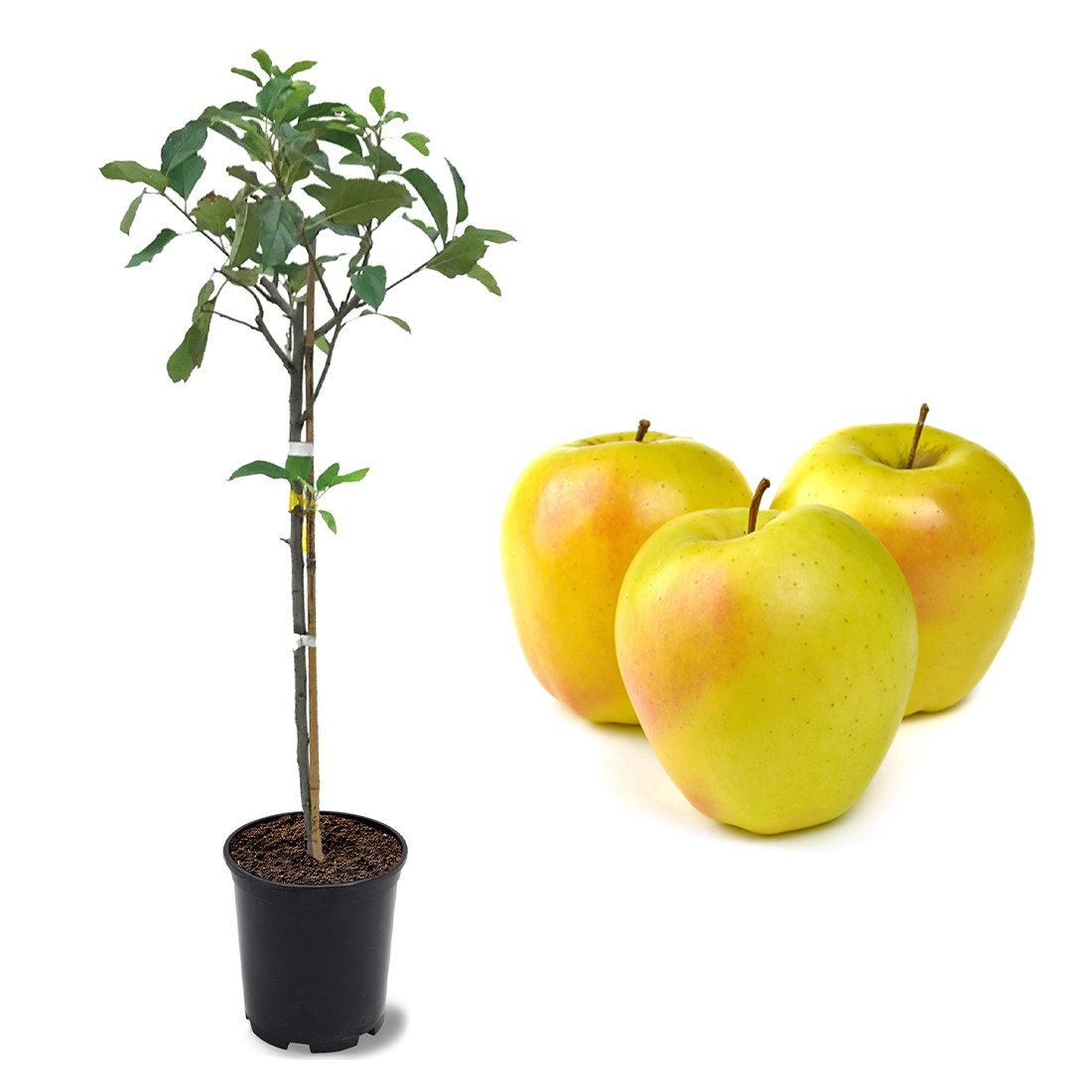 American Plant Exchange Dorsett Apple Tree, Live Outdoor Fruiting Plant ...