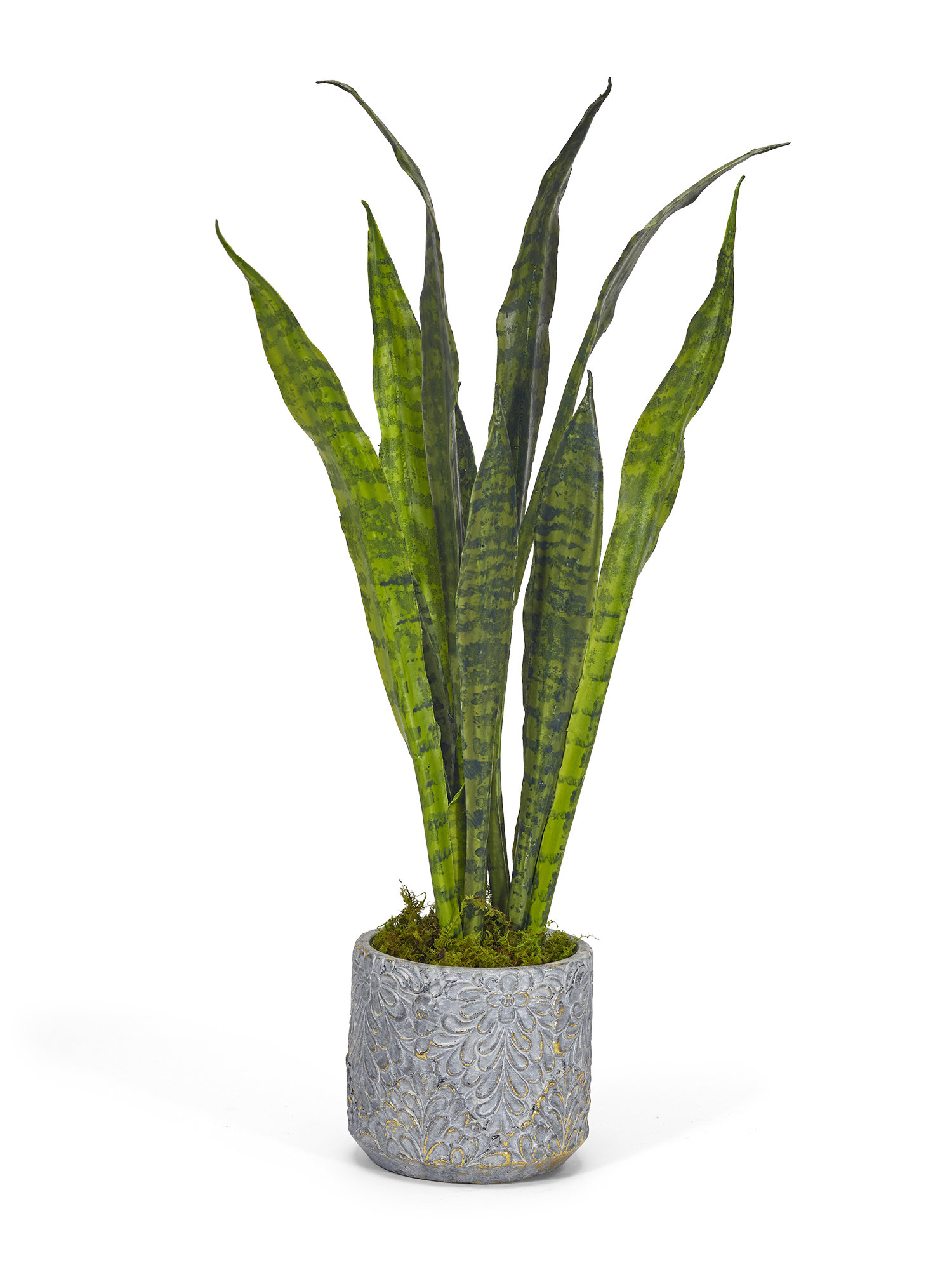 T&C Floral Company Snake Plant in Pot | Perigold