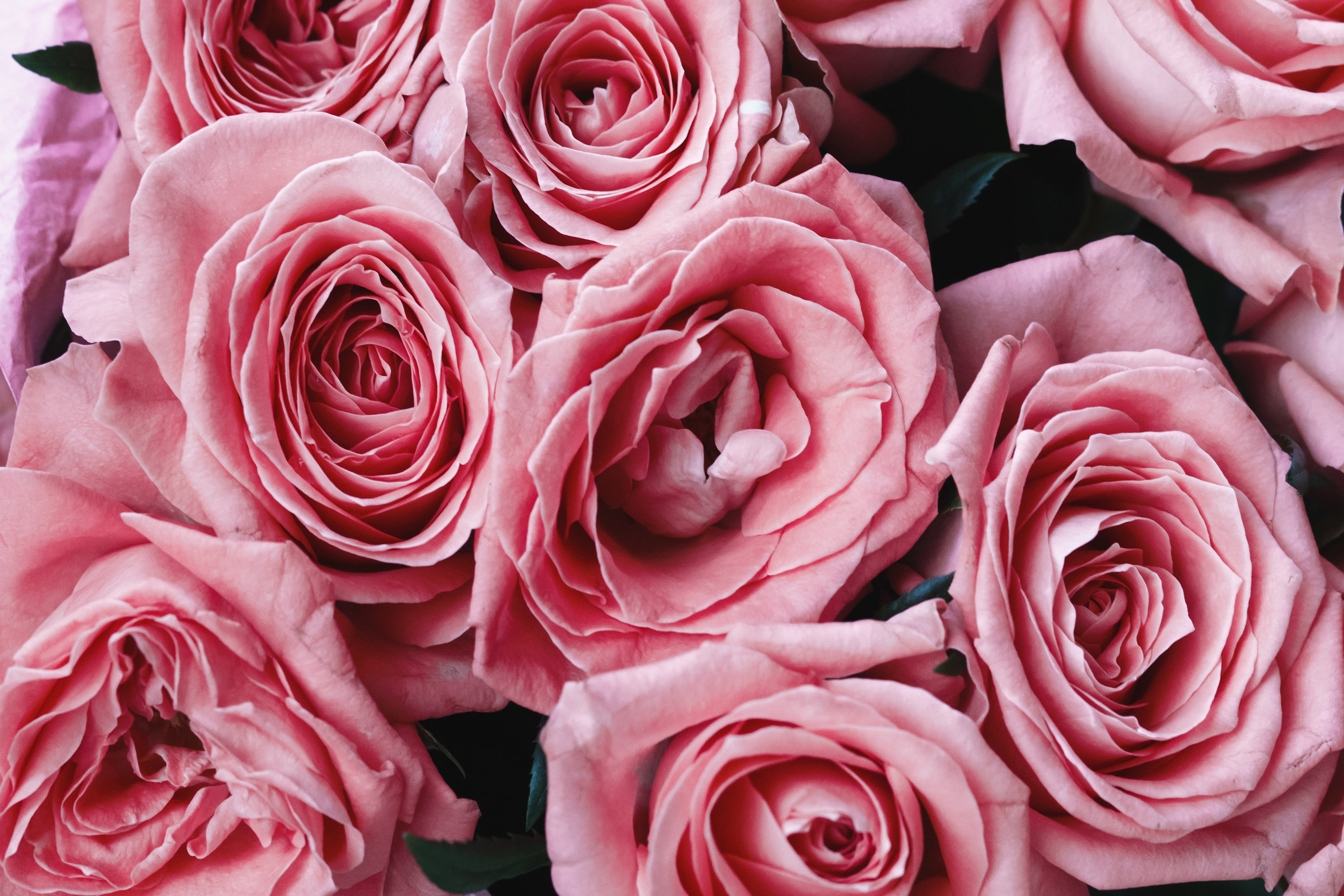 Mercer41 Toned Pink Roses, Image of Flowe by Ig_Royal - Wrapped Canvas ...