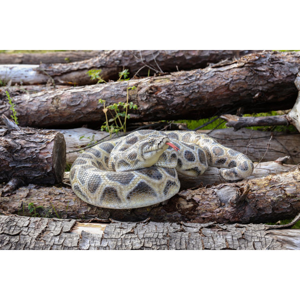 Hi-Line Gift Ltd. CURLED UP PYTHON STATUE | Wayfair