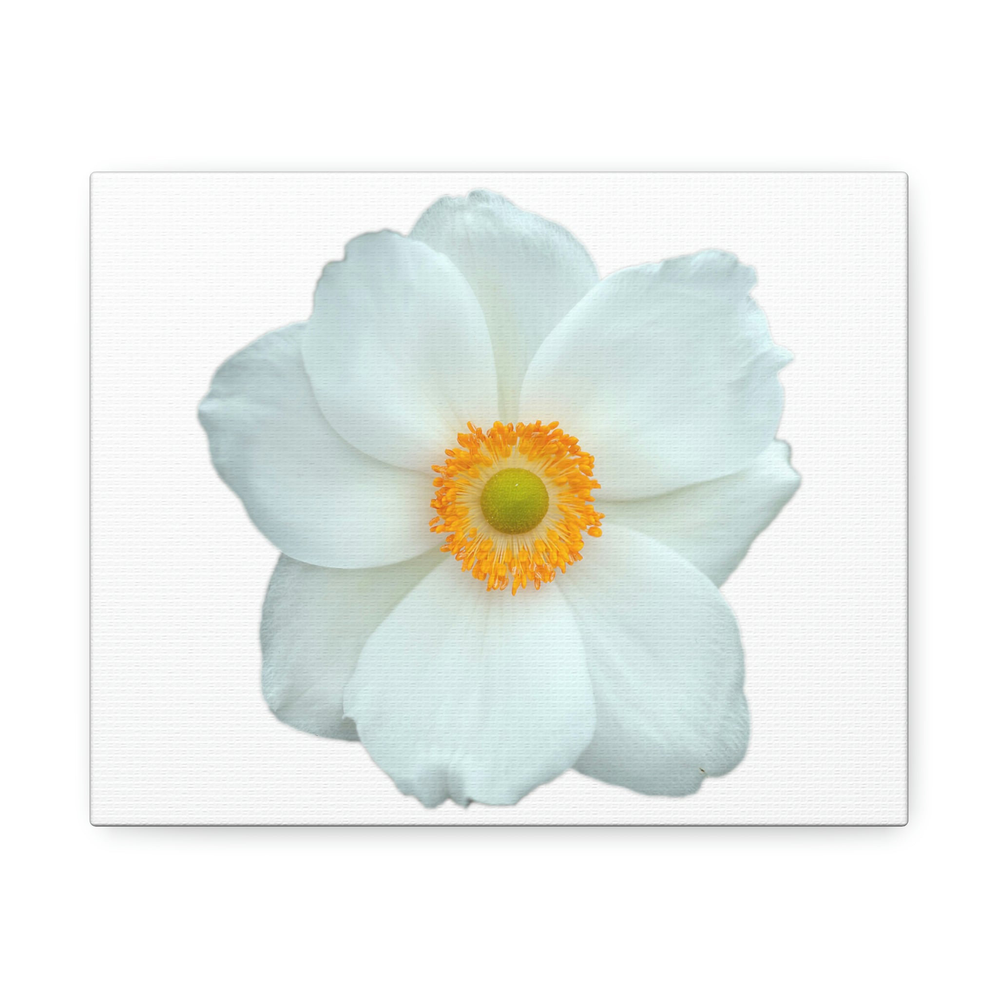Latitude Run® White Flower by Kelly Johnson - Unframed Graphic Art on ...