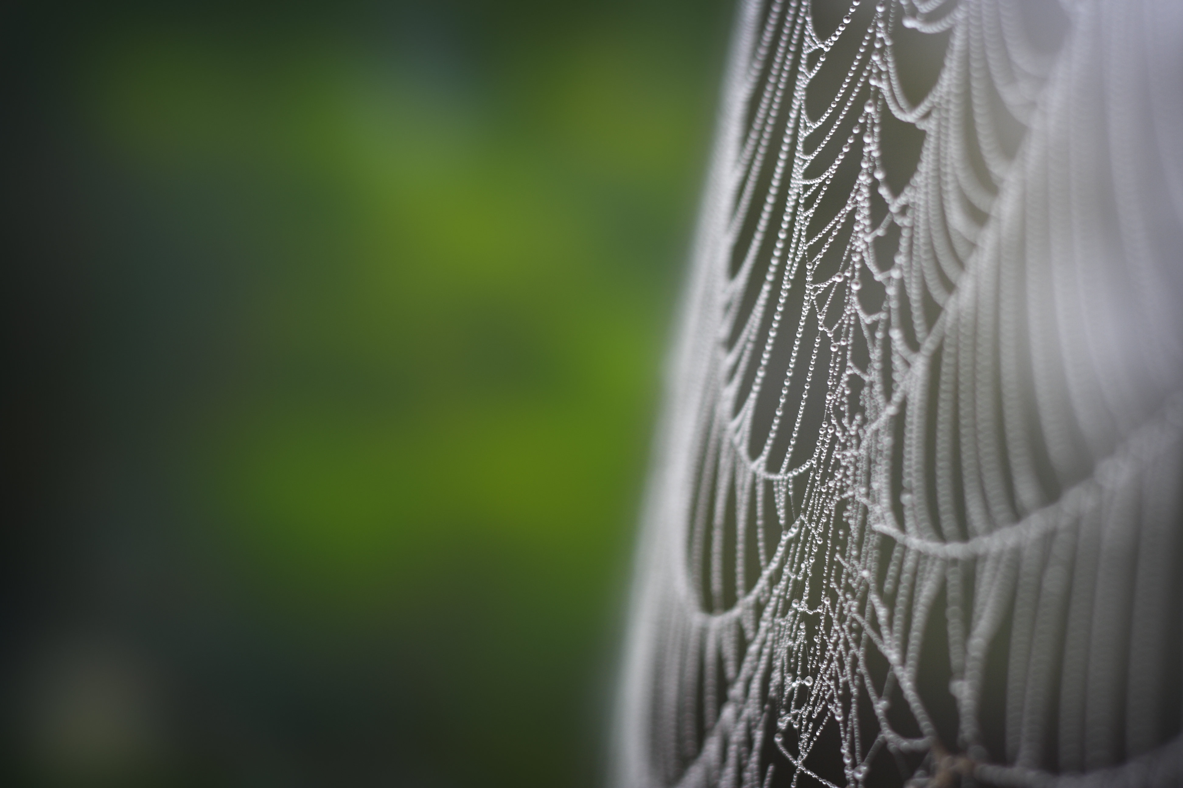 Latitude Run Spider Web by DNY59 - Wrapped Canvas Art Prints | Wayfair ...
