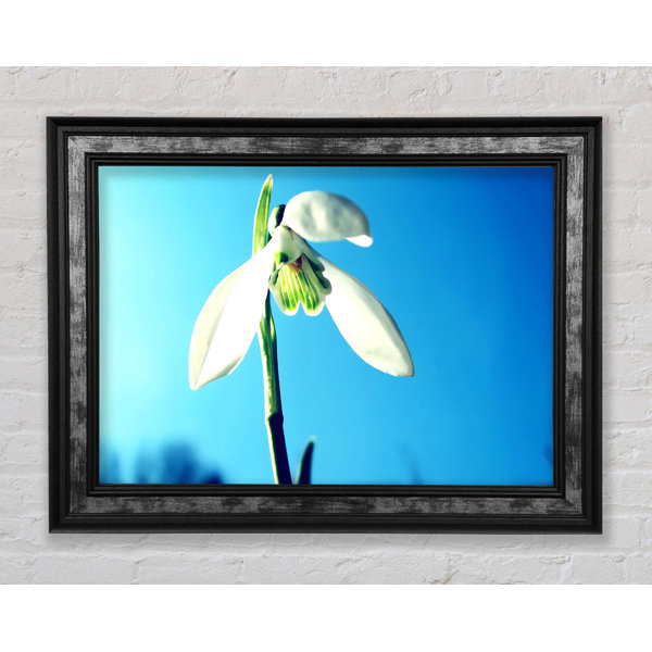 Bright Star Snowdrop Spring - Single Picture Frame Print | Wayfair.co.uk
