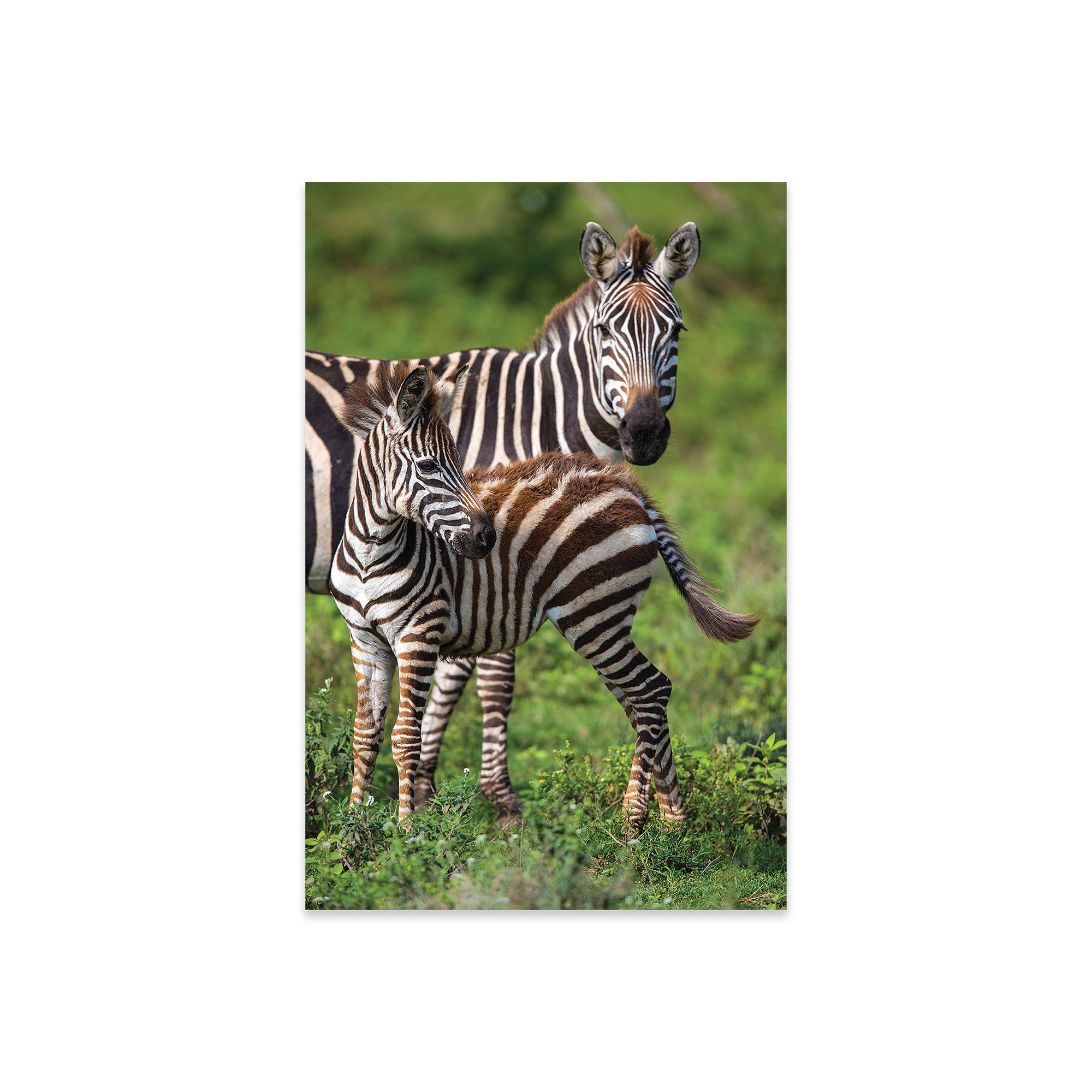 Ebern Designs Africa. Tanzania. Female Zebra with colt, Serengeti ...