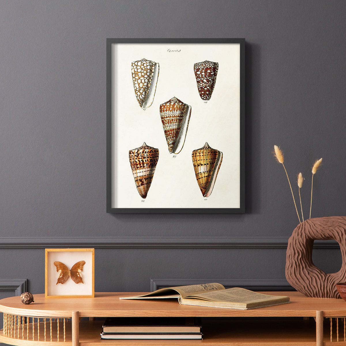 Highland Dunes Cone Shell Collection II Framed Print - Solid Wood | Wayfair