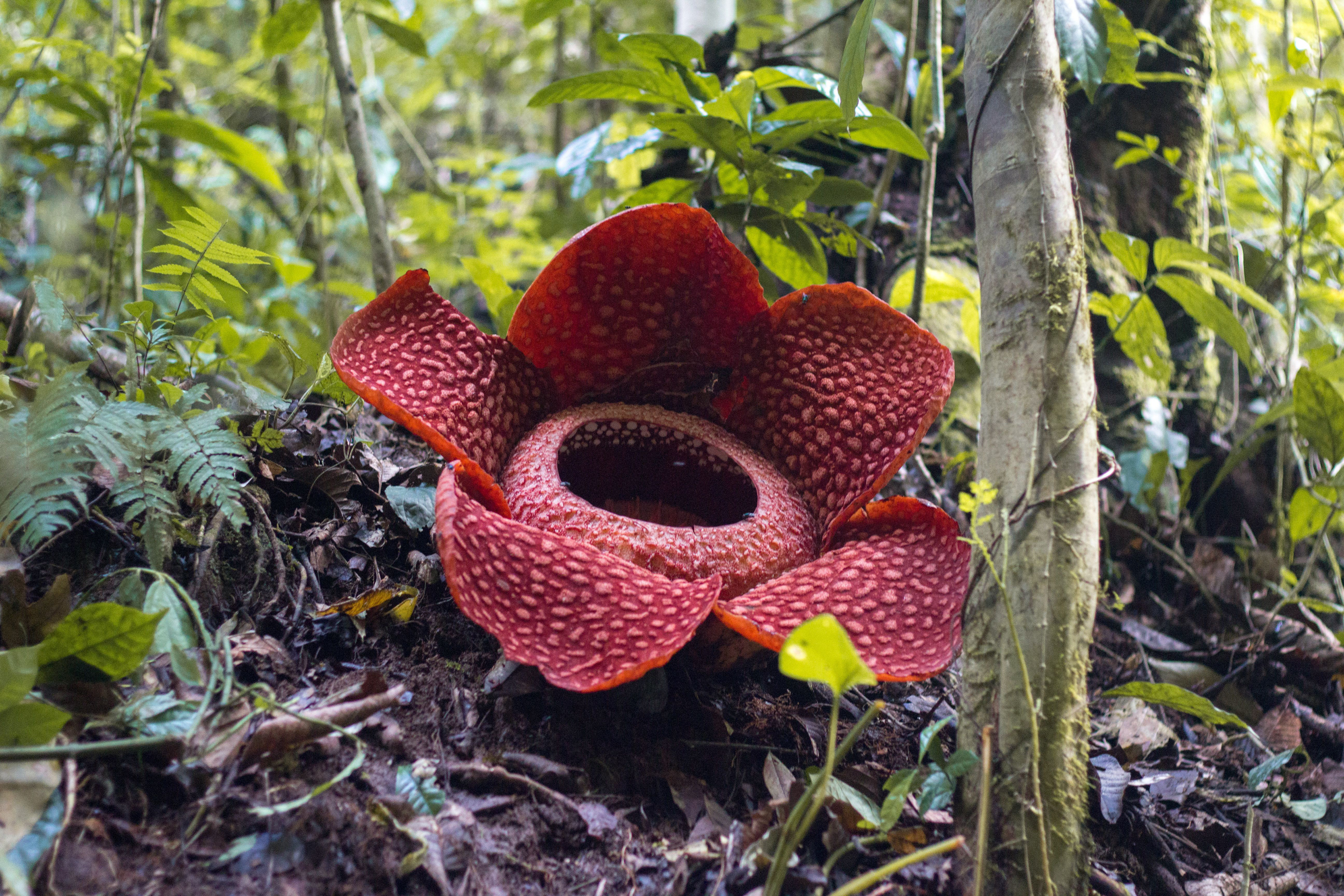 Ebern Designs Rafflesia - Wrapped Canvas Photograph | Wayfair