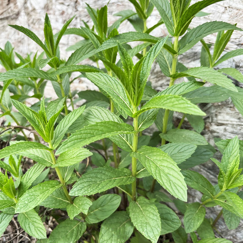 Primrue Mint Spearmint Live Plant Edible Aromatic Herb Plant, , Easy to ...