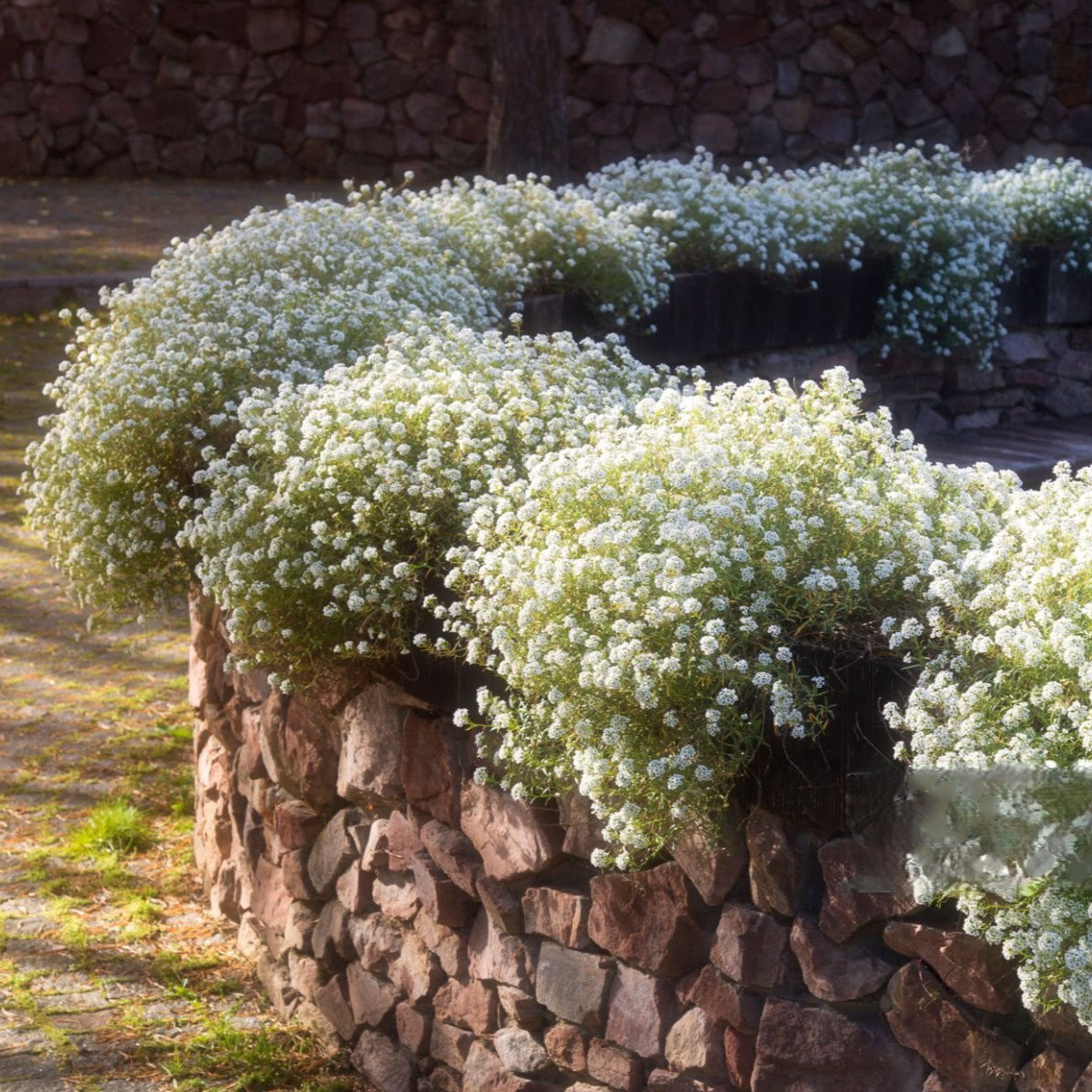 Touch of ECO Snowy White Baby's Breath Gypsophila Flower - 6 Bulbs ...