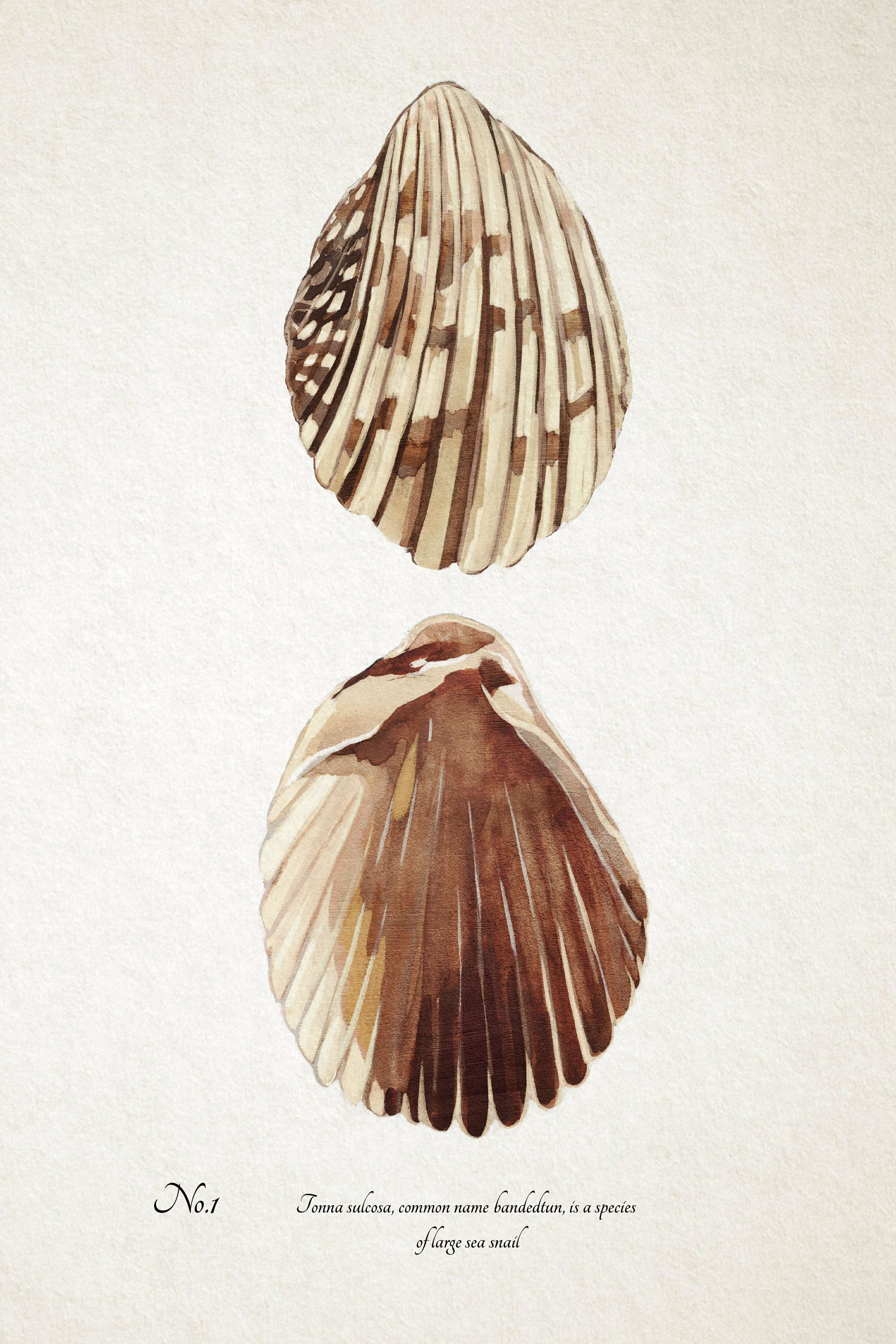 Rosecliff Heights Sienna Shell Collector I | Wayfair