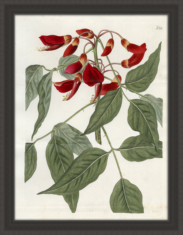 Wendover Art Group Large Red Botanical II - Picture Frame Painting on ...