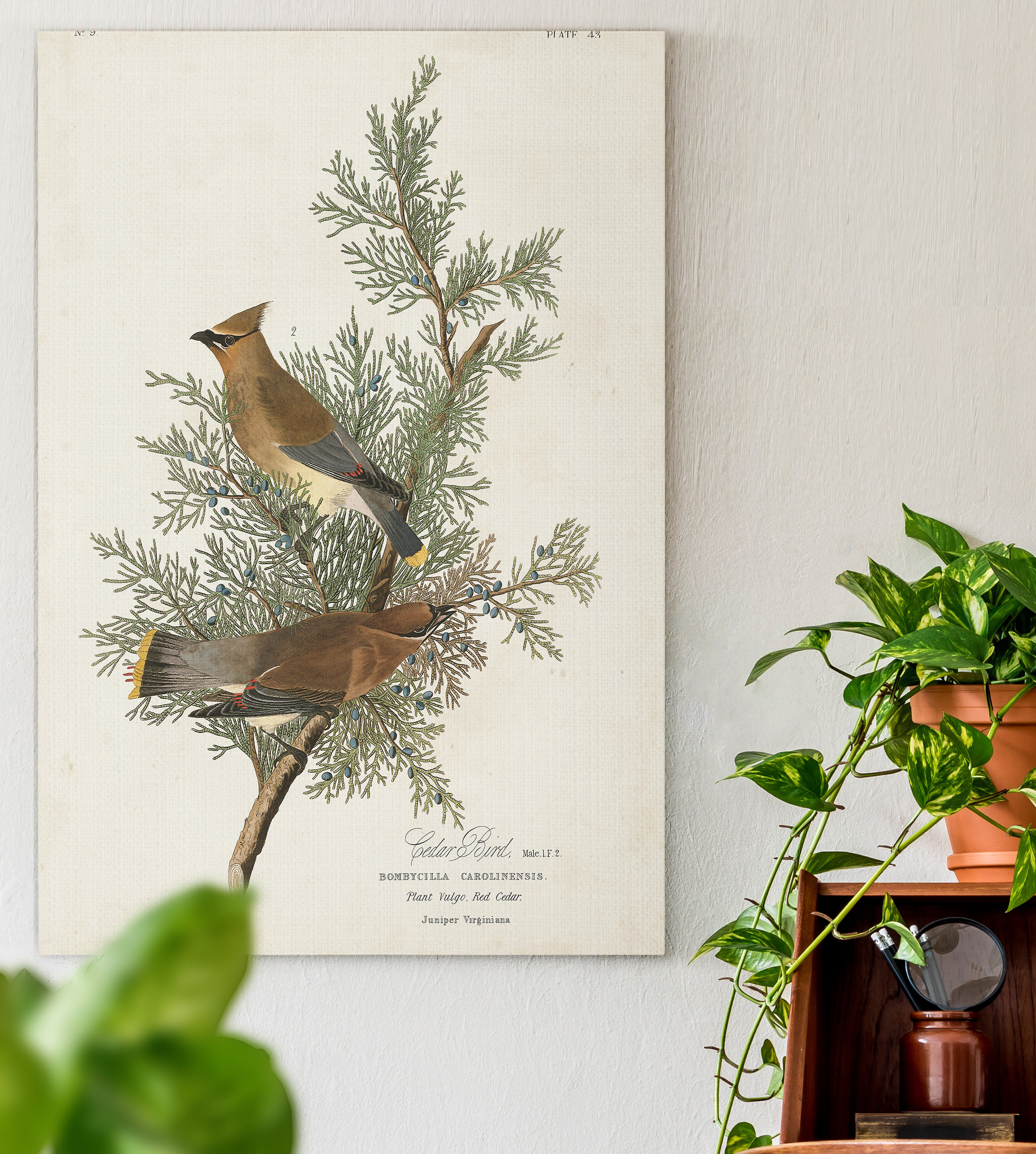 Charlton Home® 'Pl 43 Cedar Bird' Painting Print on Canvas | Wayfair