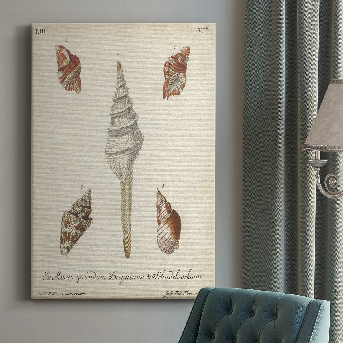 Dovecove Antique Knorr Shells IX - Wrapped Canvas Graphic Art | Wayfair