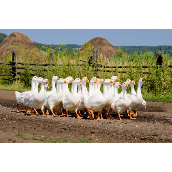 Brambly Cottage Goose - Wrapped Canvas Photograph | Wayfair.co.uk