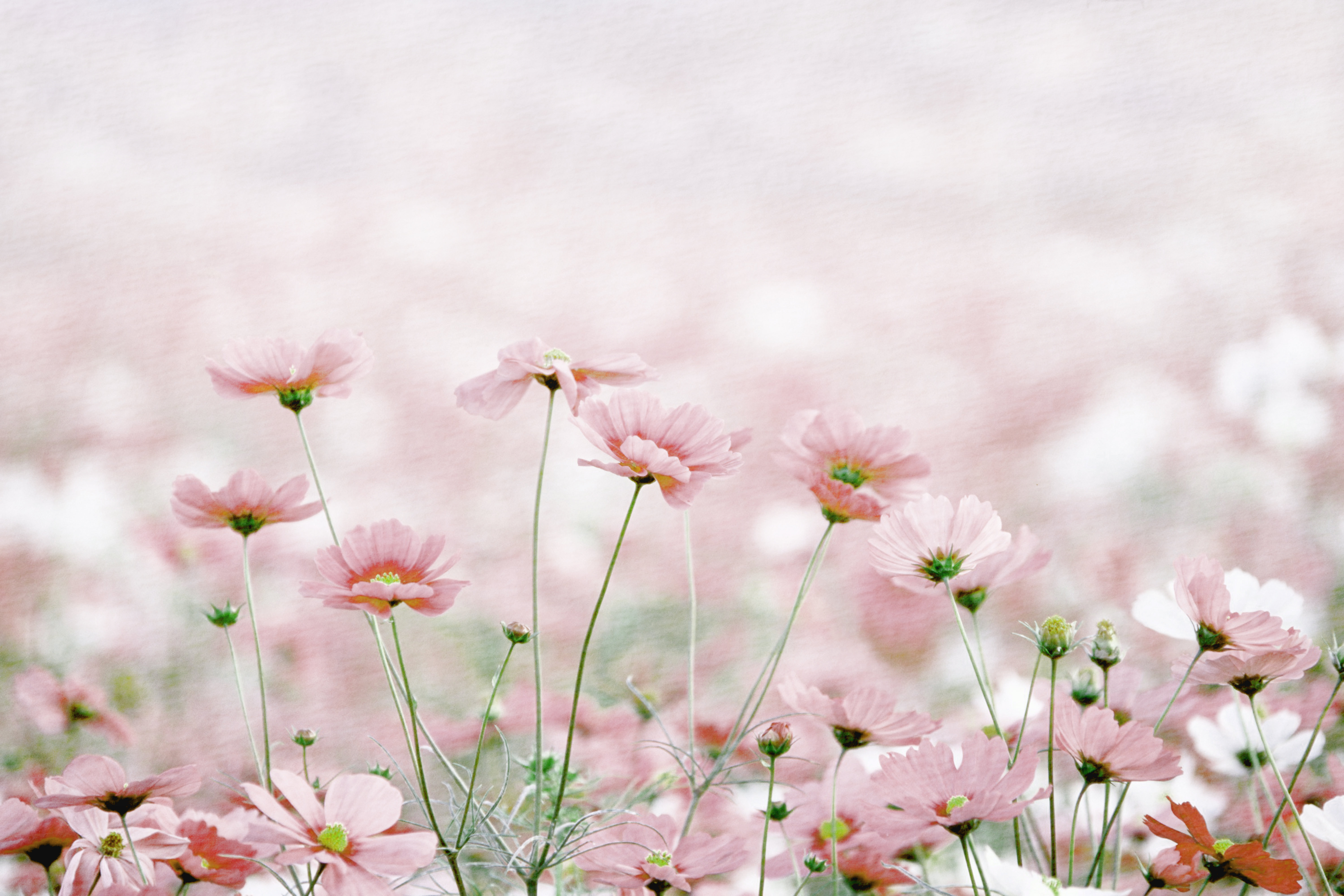 Ebern Designs Daisies Spring Flowers by Lukbar - Wrapped Canvas ...