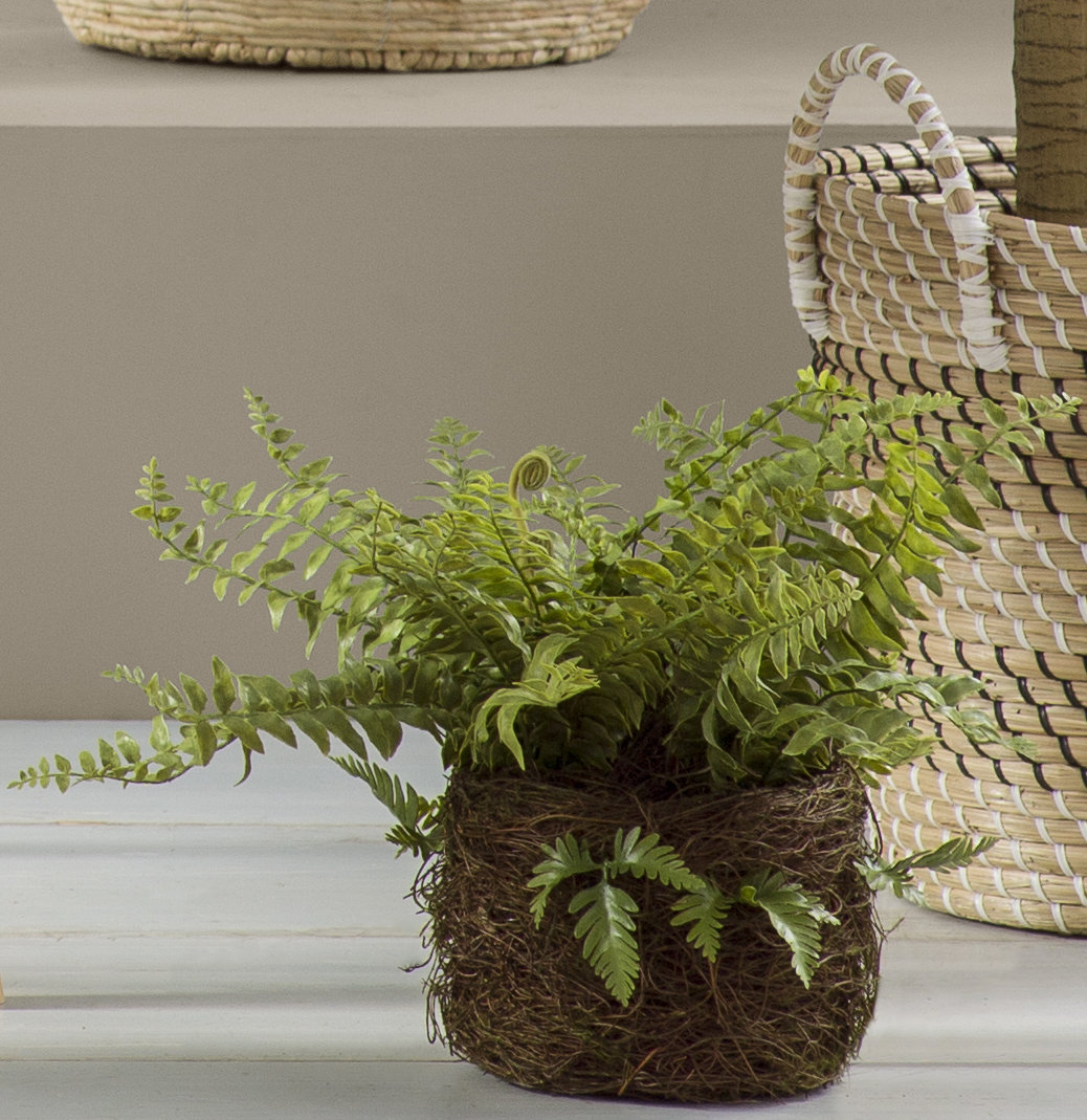 Millwood Pines Analea Conservatory Fern Plant in Realistic Root Ball ...
