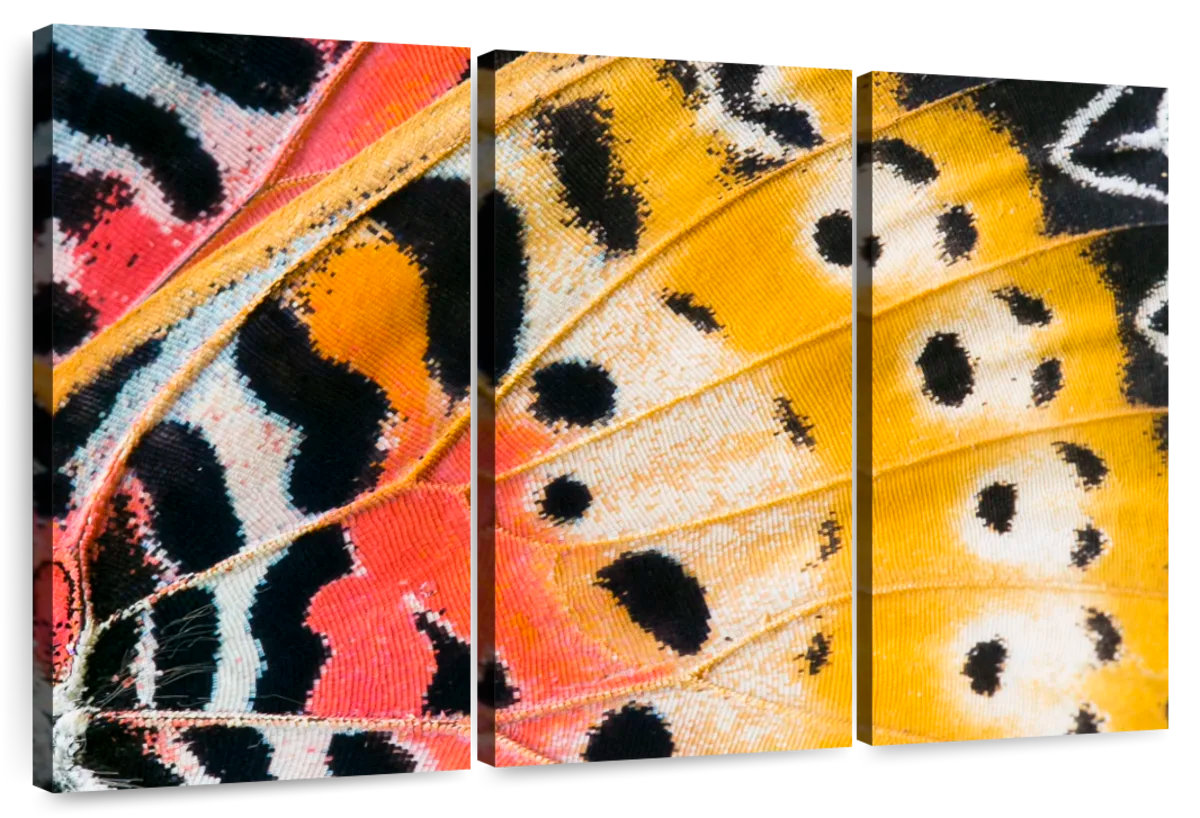 Ebern Designs Brampt Butterfly Wing Colors | Wayfair