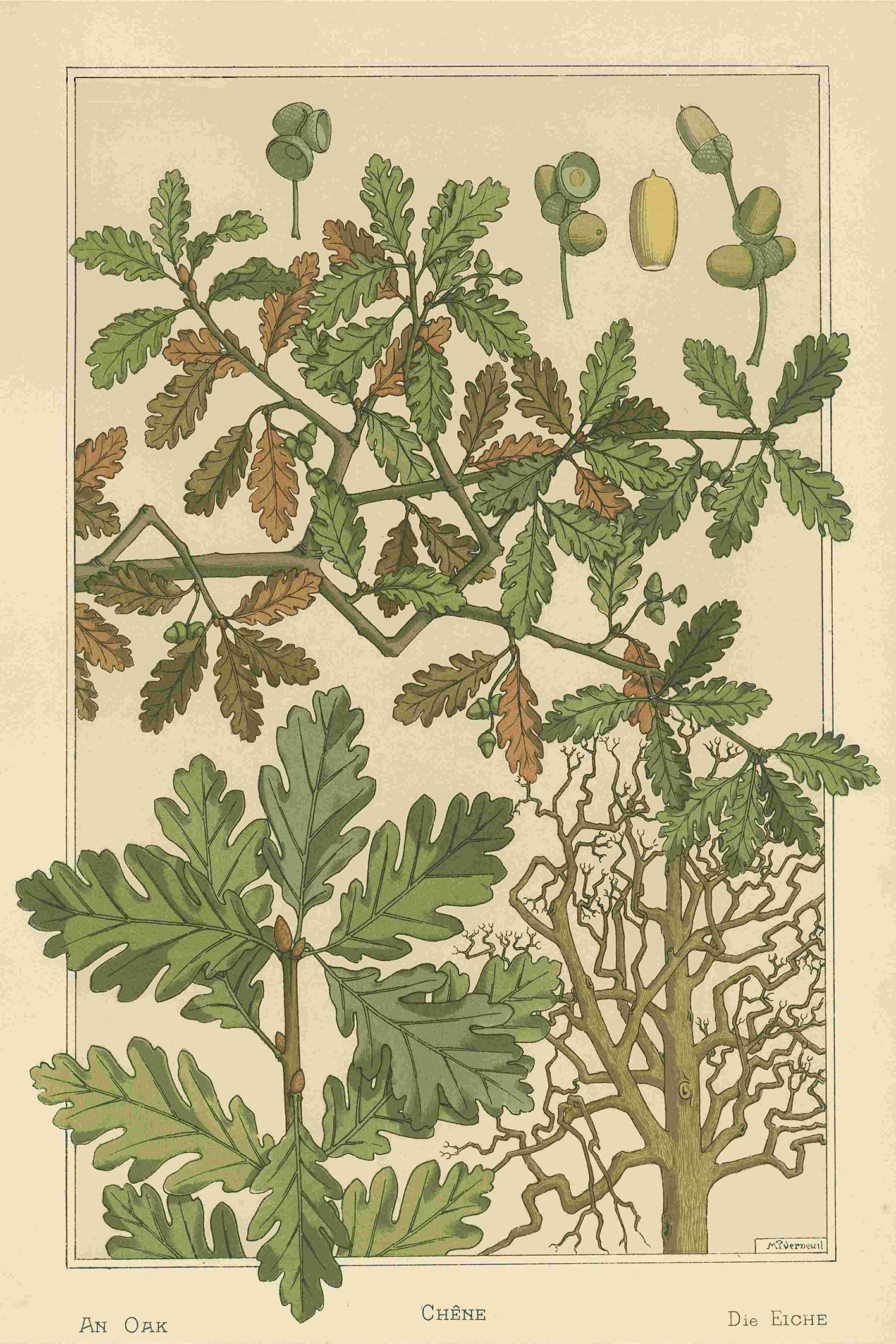 Gracie Oaks Oak Tree | Wayfair