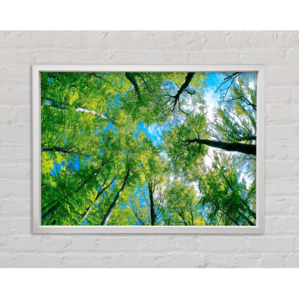 Bright Star Forest Sky View - Single Picture Frame Art Prints on Canvas ...