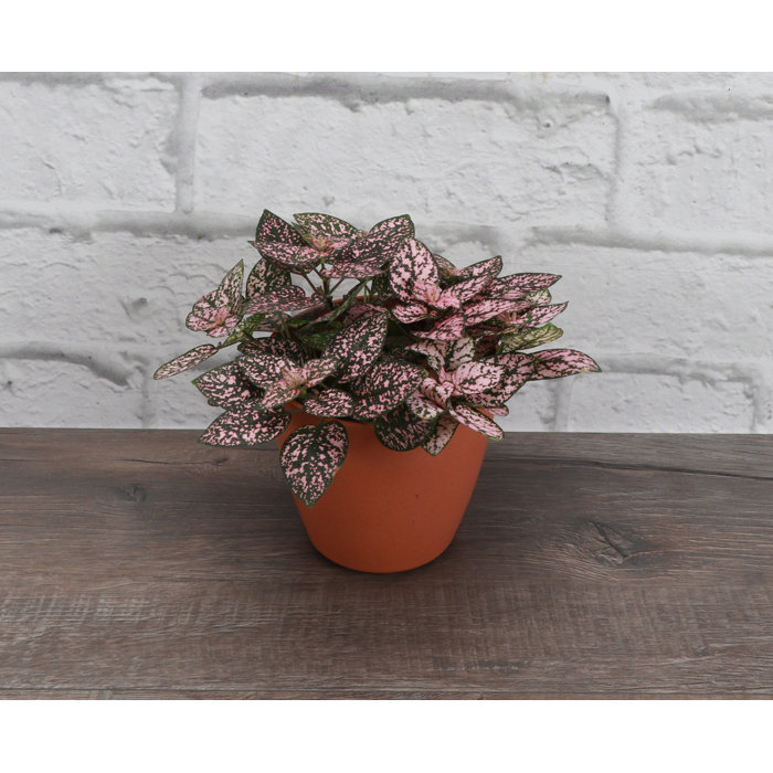 Thorsen's Greenhouse Live Pink Splash Plant in Biodegradable Pot ...