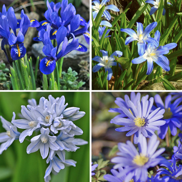 Touch of ECO Rock Garden Mixed Flower Collection - 55 Bulbs - Featuring ...