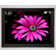 Bright Star Cerise Daisy Petals - Single Picture Frame Art Prints ...