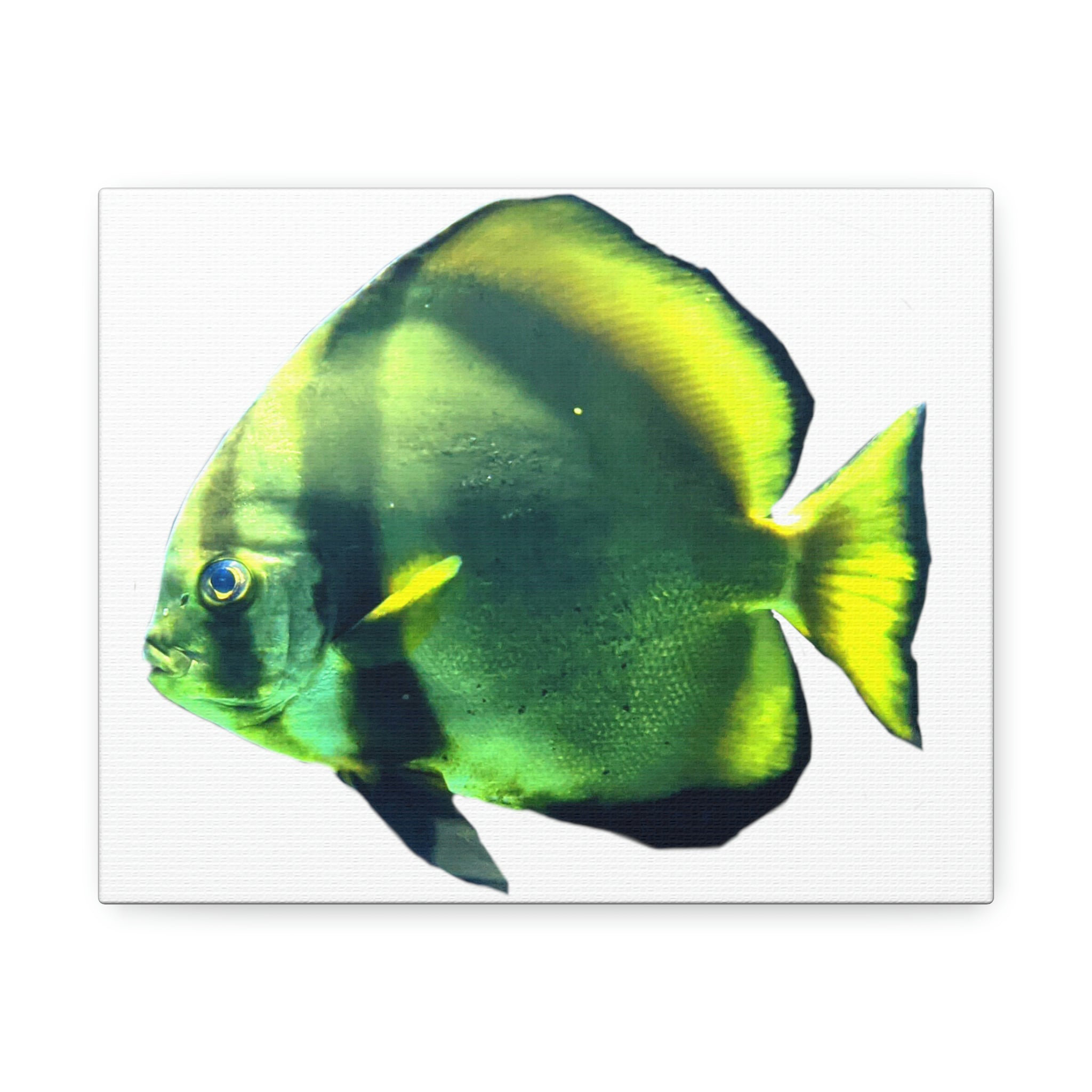 Rosalind Wheeler Green Fish by Kelly Johnson - Wrapped Canvas Graphic ...