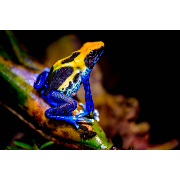 Ebern Designs Poison Dart Frog Sitting on a Leaf - Wrapped Canvas ...