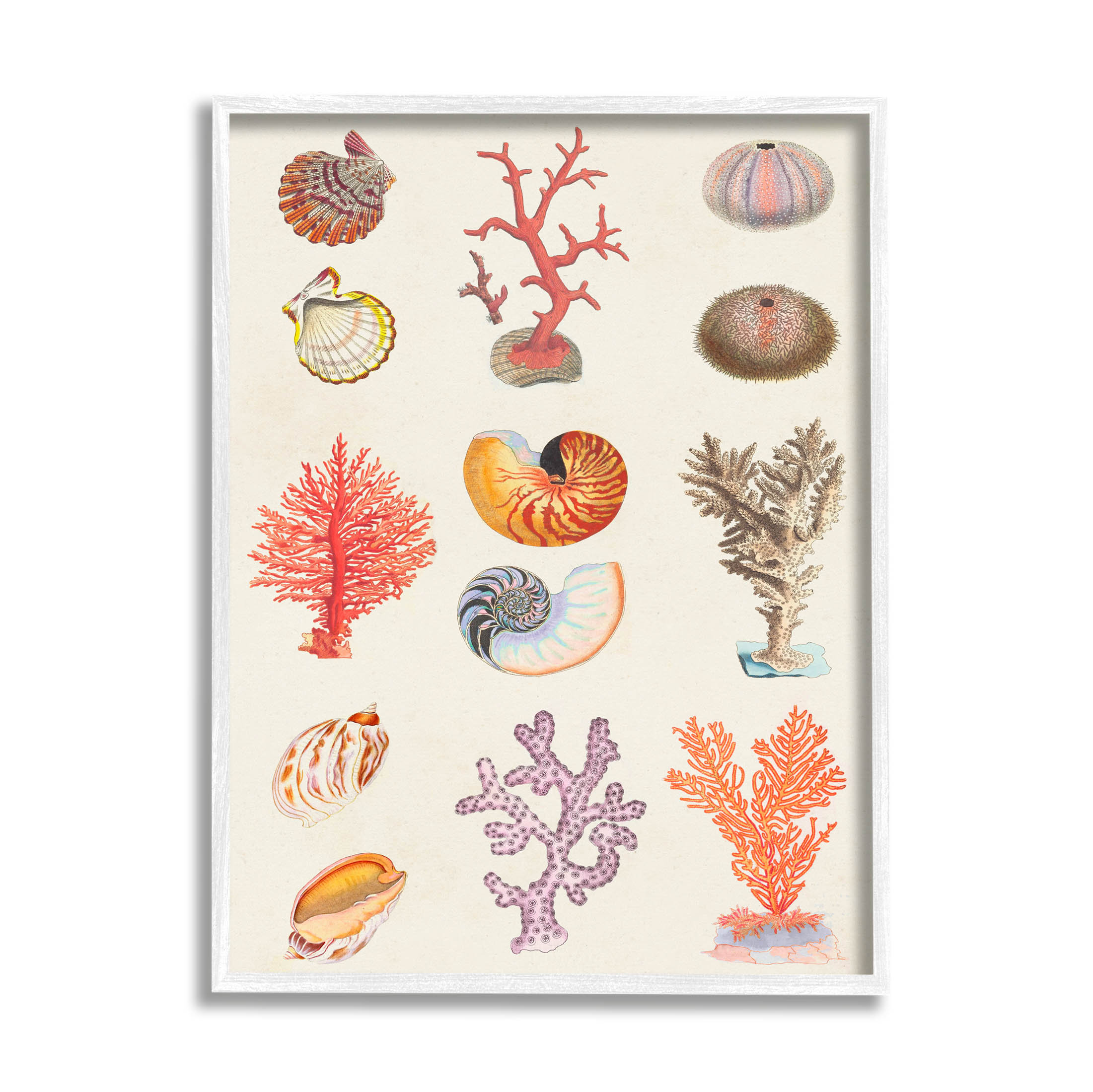 Highland Dunes Various Sea Life Nautical Latin Study by Vision Studio ...