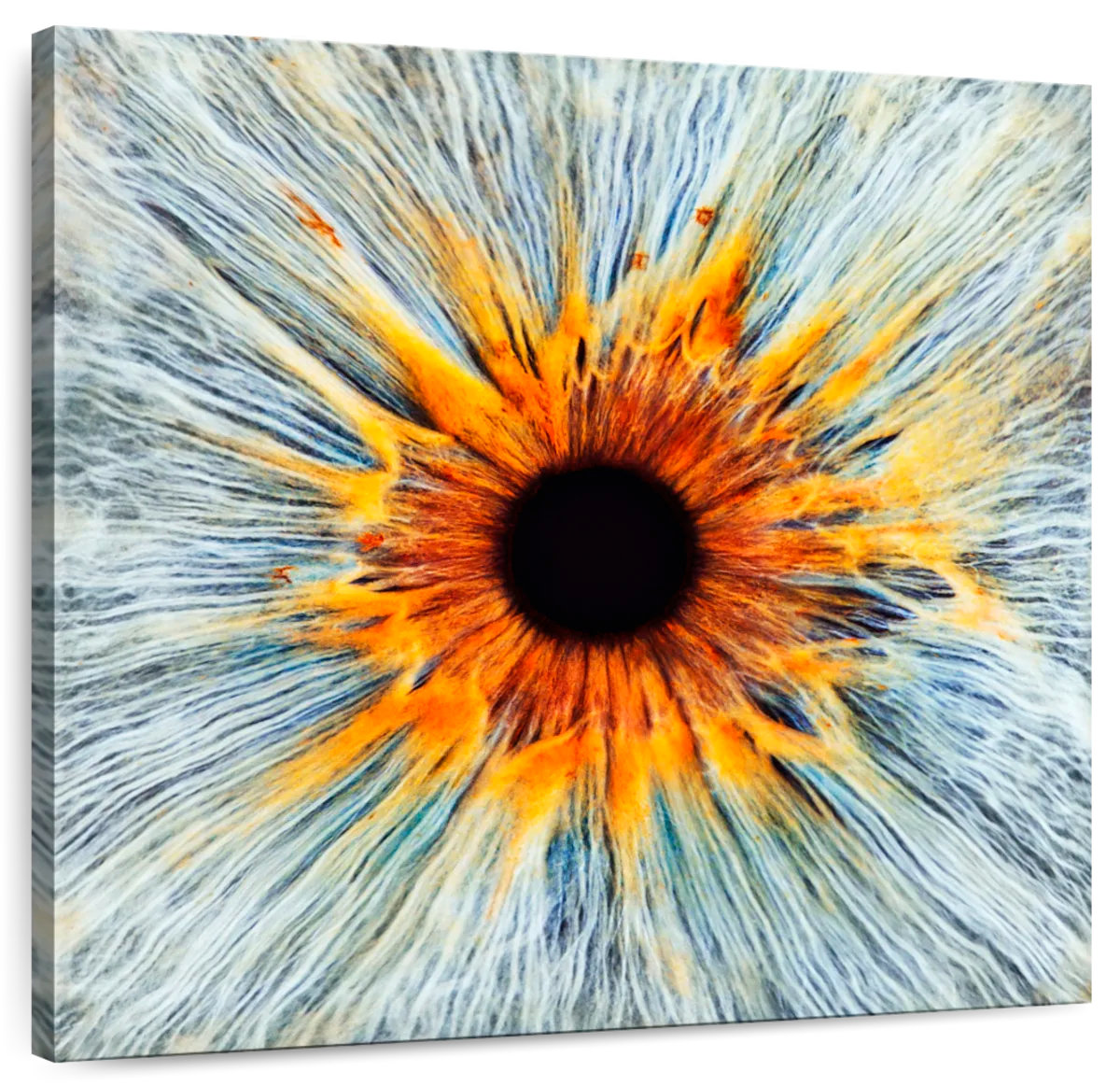 Ebern Designs Alcaraz Magnificent Human Eye - Wayfair Canada