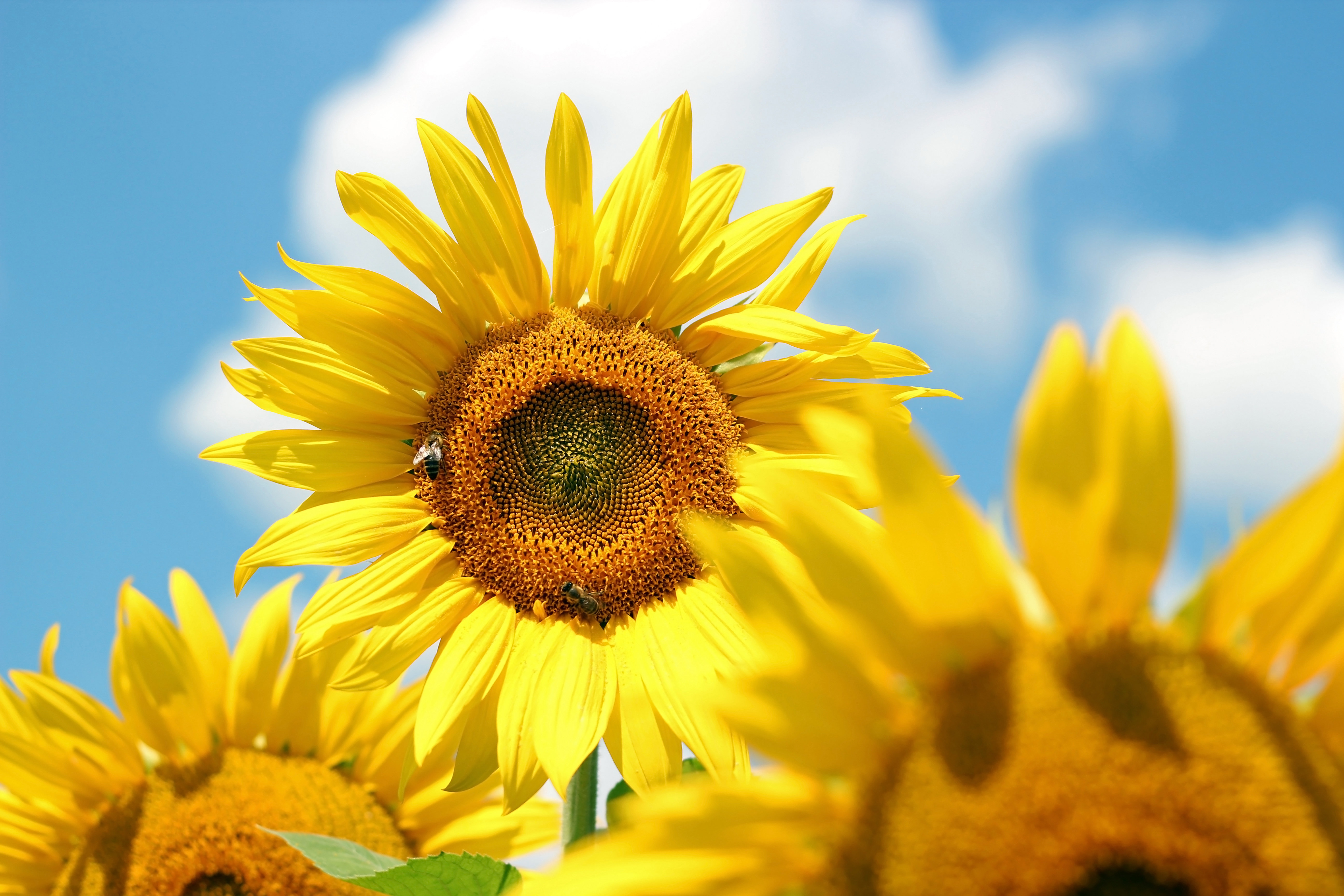 Gracie Oaks Aricin Good Morning Sunflower by Rgtimeline | Wayfair