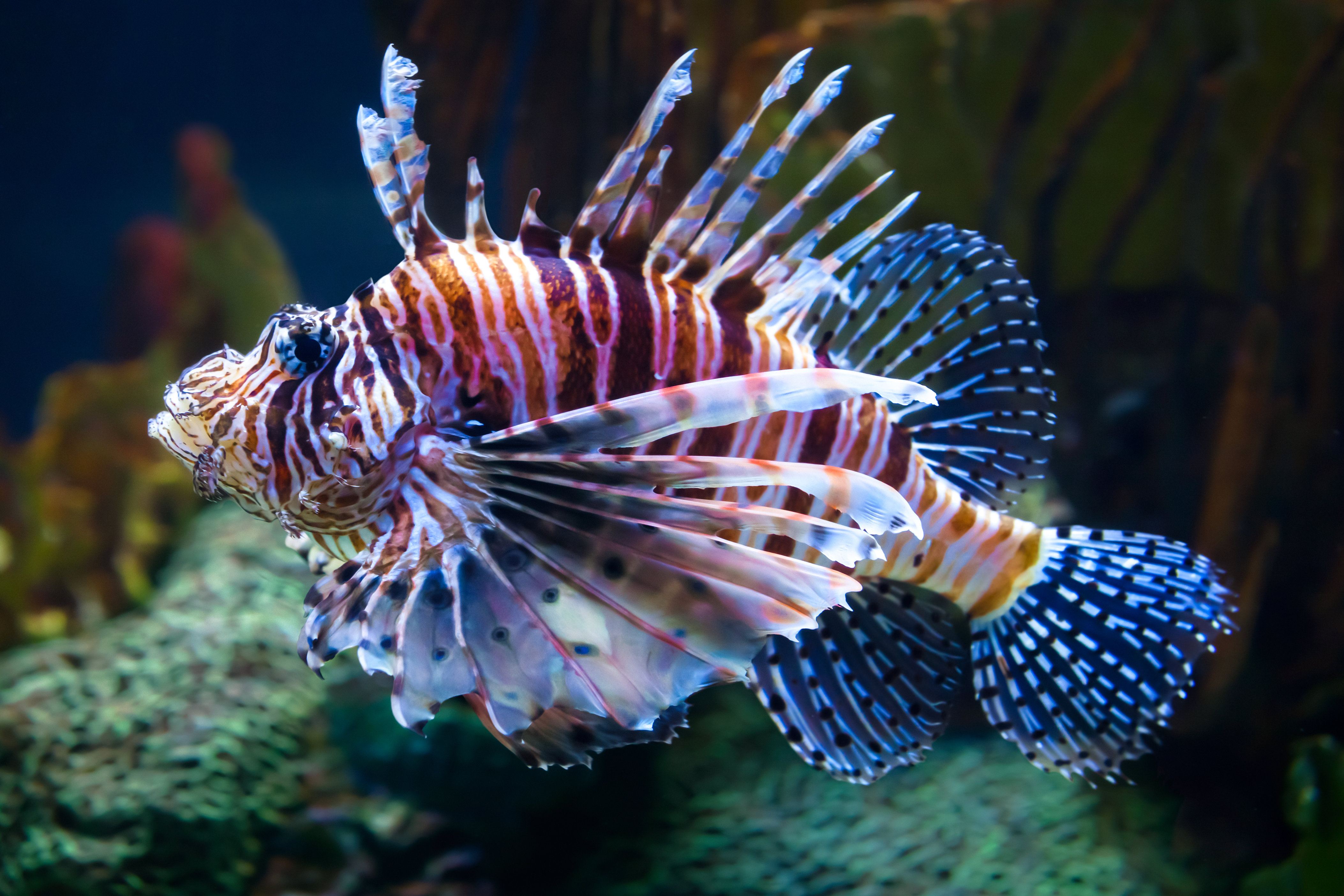 Beachcrest Home™ Lionfish by Ryasick | Wayfair
