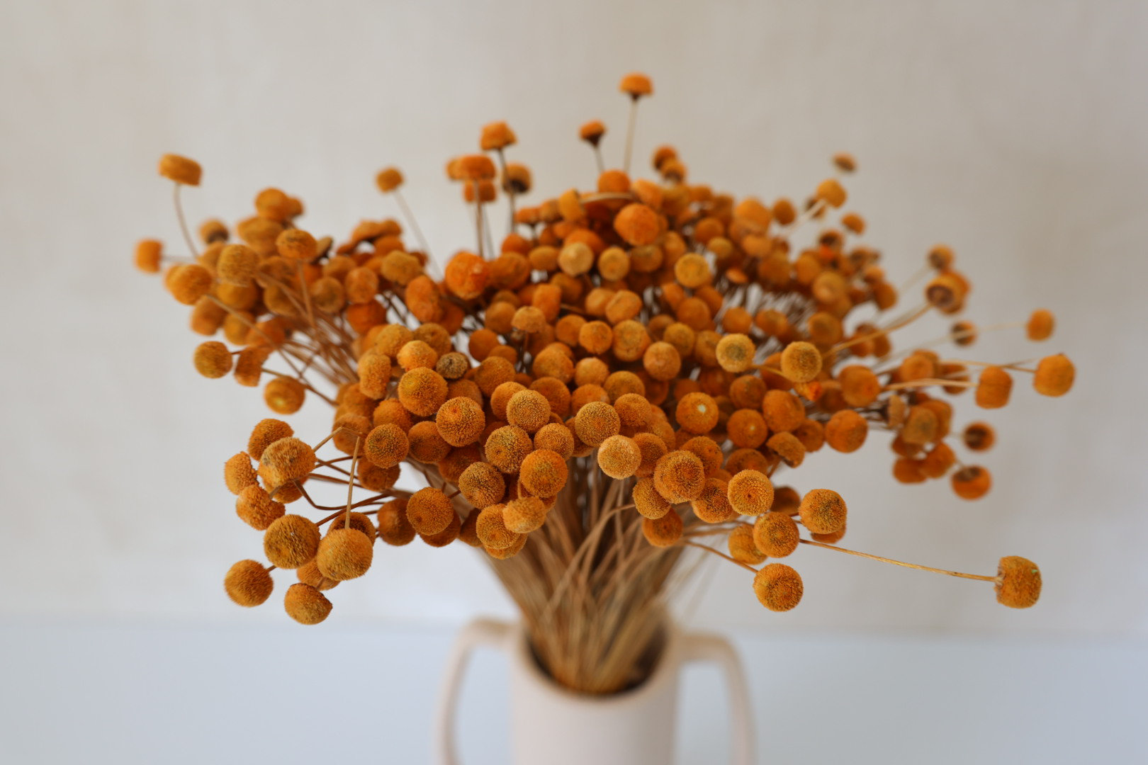 Primrue Dried Floral Button | Wayfair