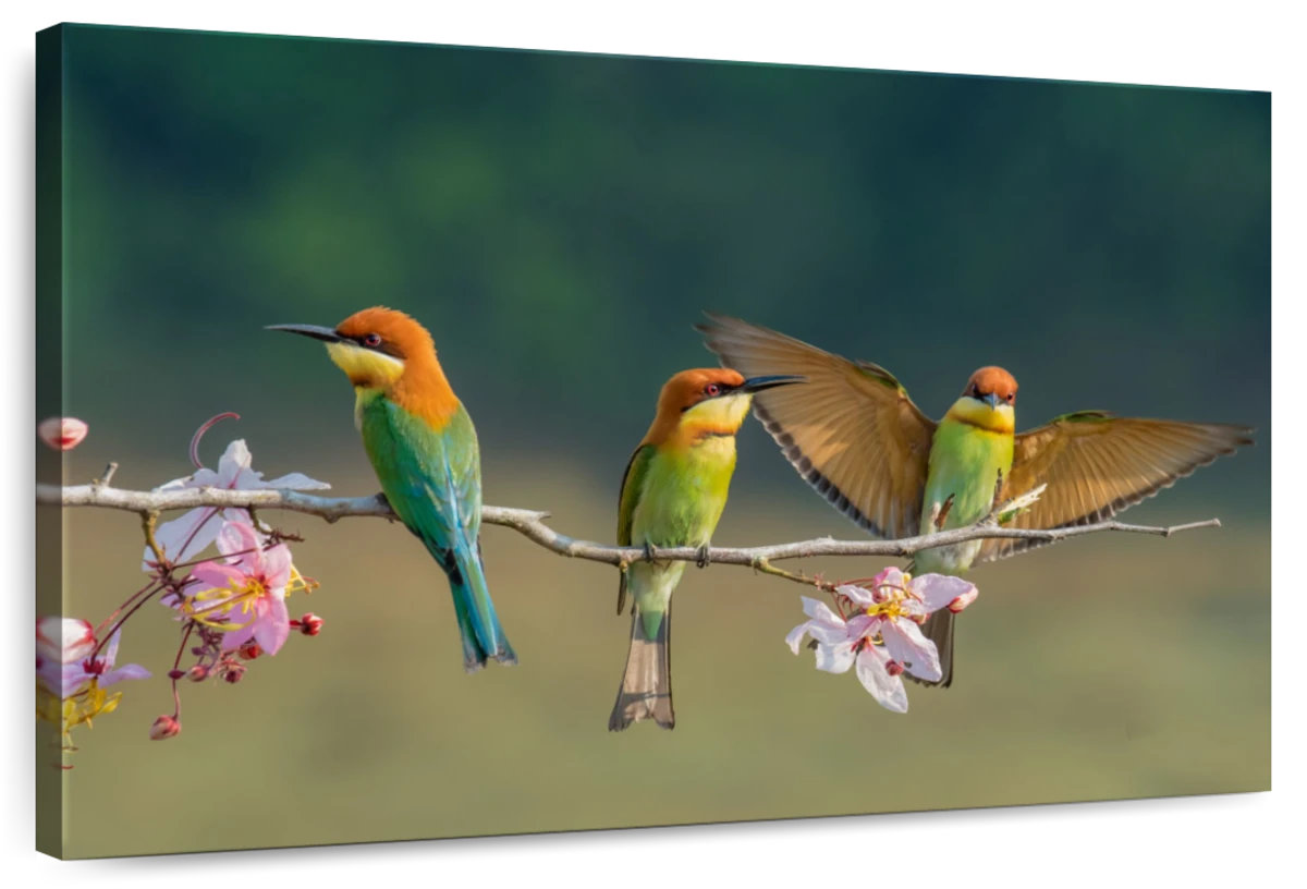 Ebern Designs Crowle Green Bee Eater Birds | Wayfair