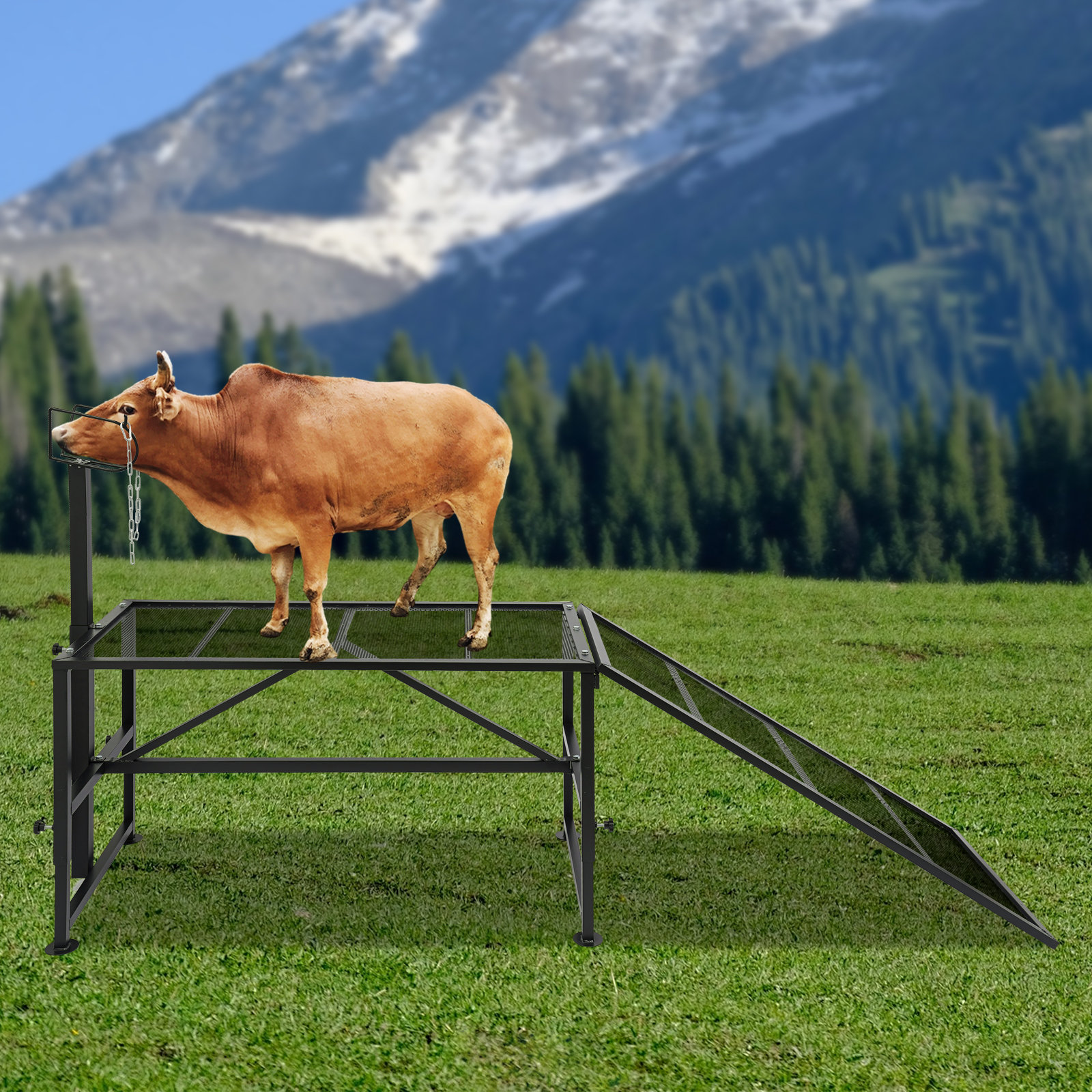 Tucker Murphy Pet™ Milking Stand With A Ramp, Adjustable Milking Stand ...