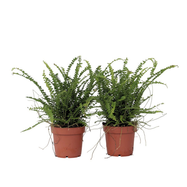 Plant in a Box Nephrolepis Duffi - Set of 2 - Boston Fern - Height 25 ...