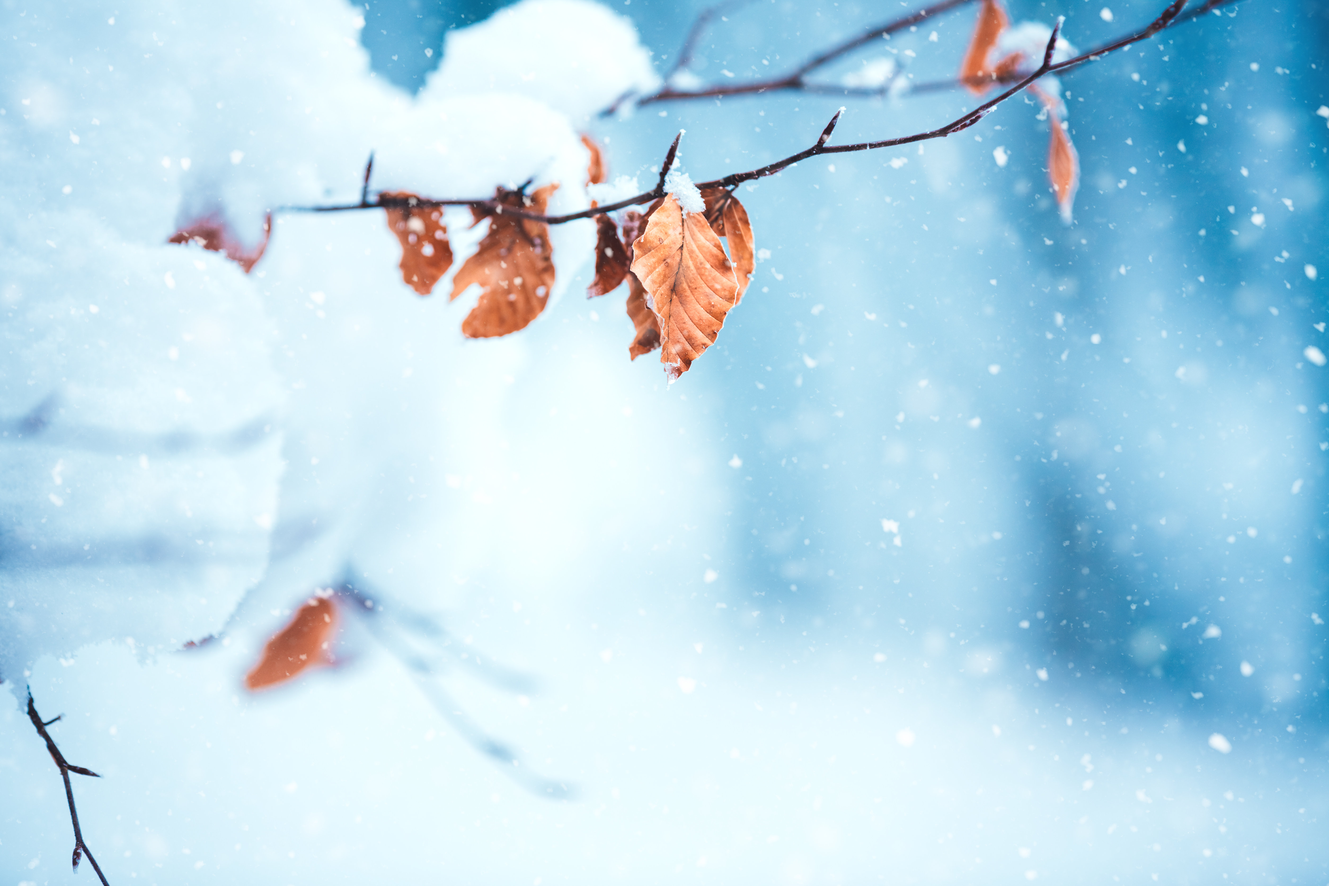 17 Stories Winter Forest by Borchee - No Frame Art Prints on Canvas ...