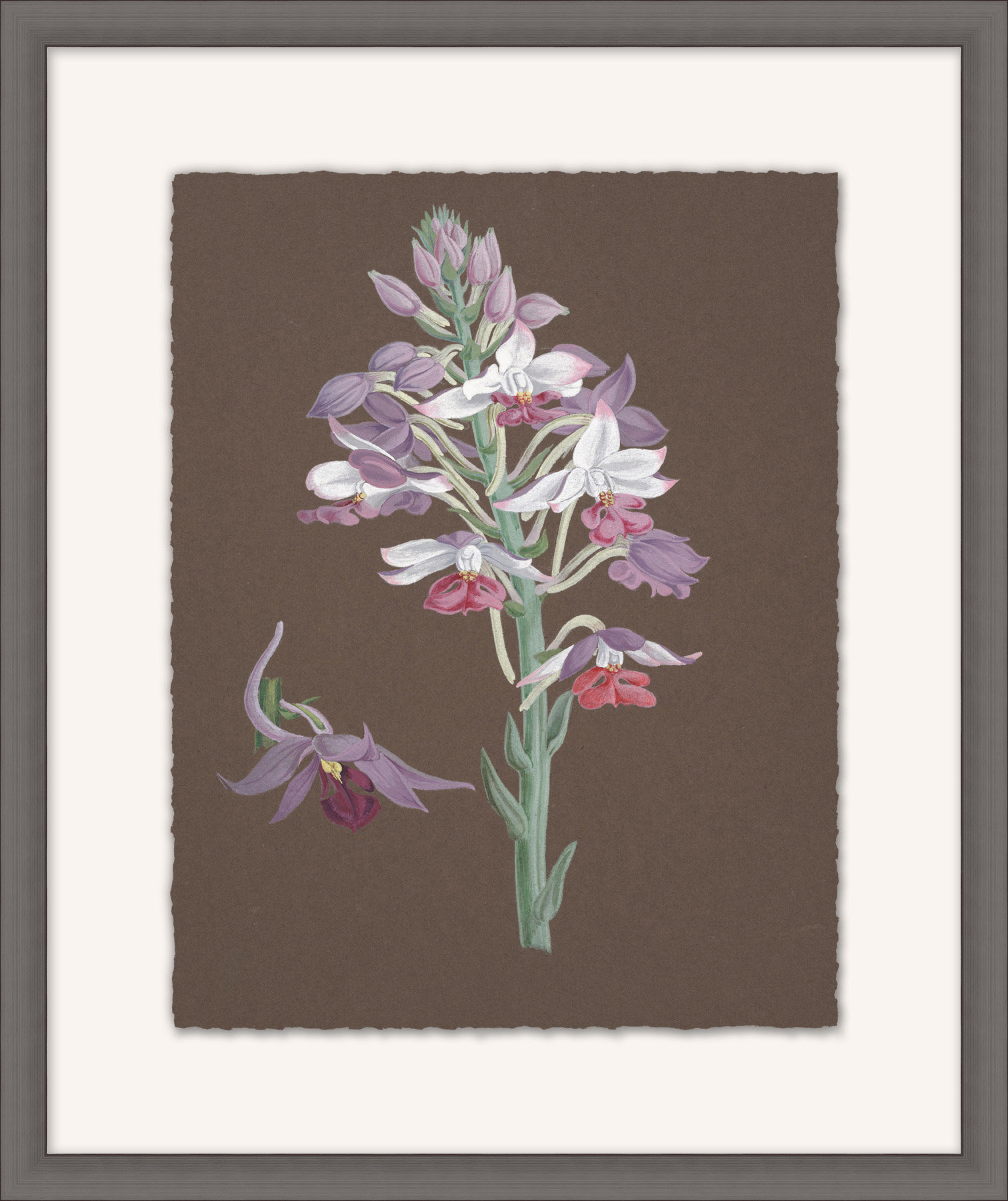 Wendover Art Group Orchid Study 6 - Picture Frame Painting on Paper ...