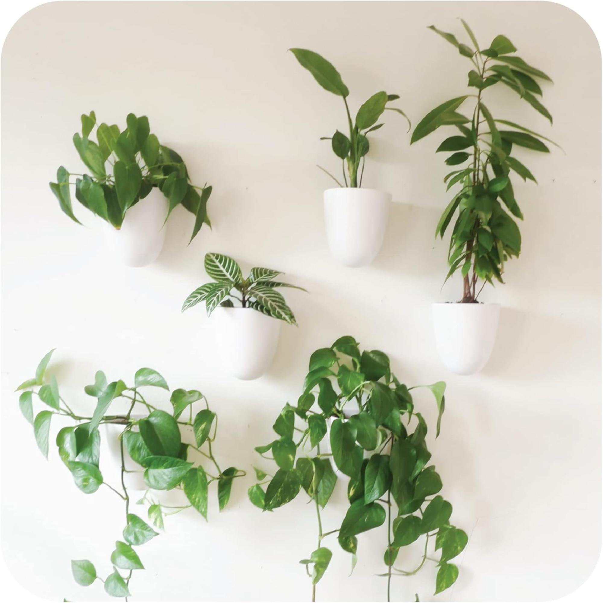 Latitude Run® Plantpod Luxe Set Of 6 Self Watering Wall Planters Easy ...