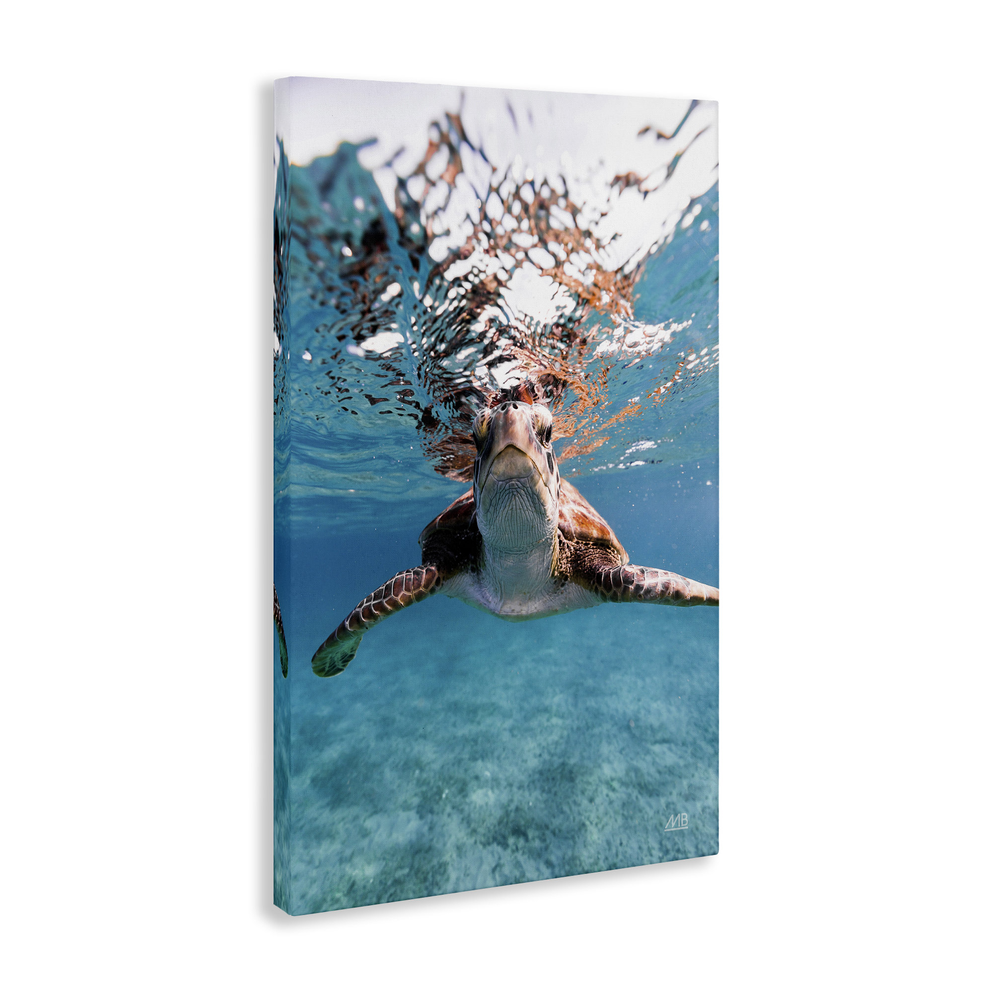 Highland Dunes Hello Sea Turtle Splash Canvas Wall Art by Max ...