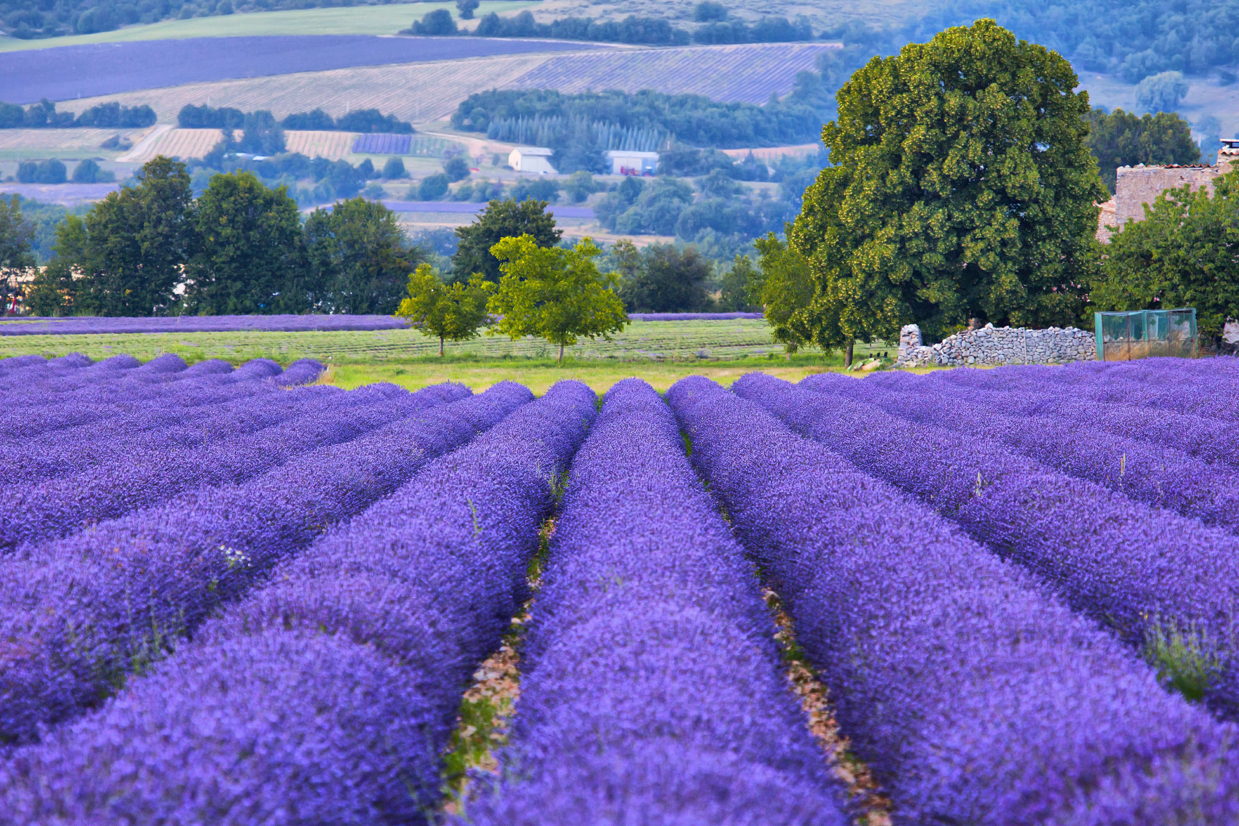 Ophelia & Co. Lavander Fields by Bbsferrari - Wrapped Canvas Photograph ...
