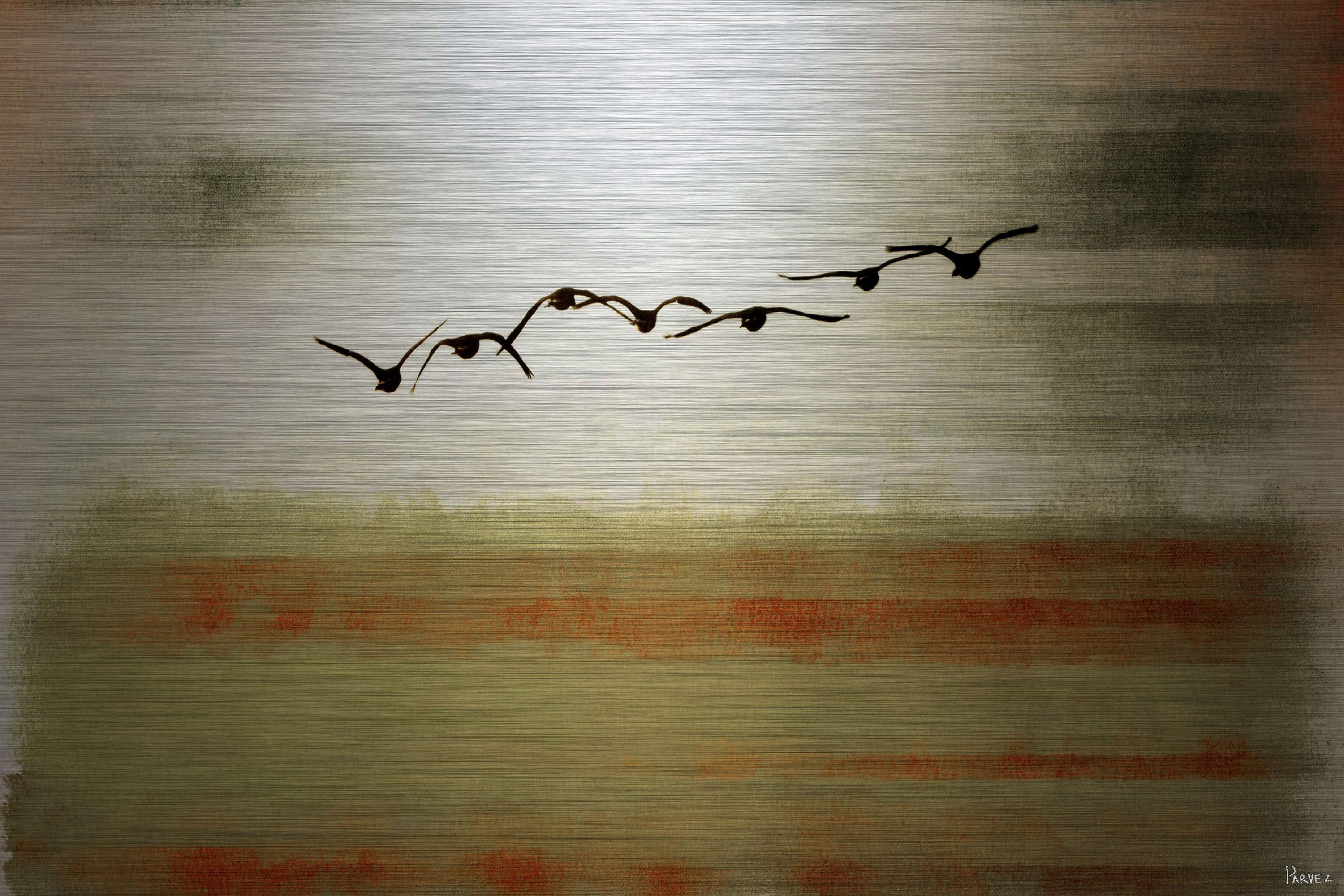 Parvez Taj Sun Flight on Metal by Parvez Taj Print - Wayfair Canada