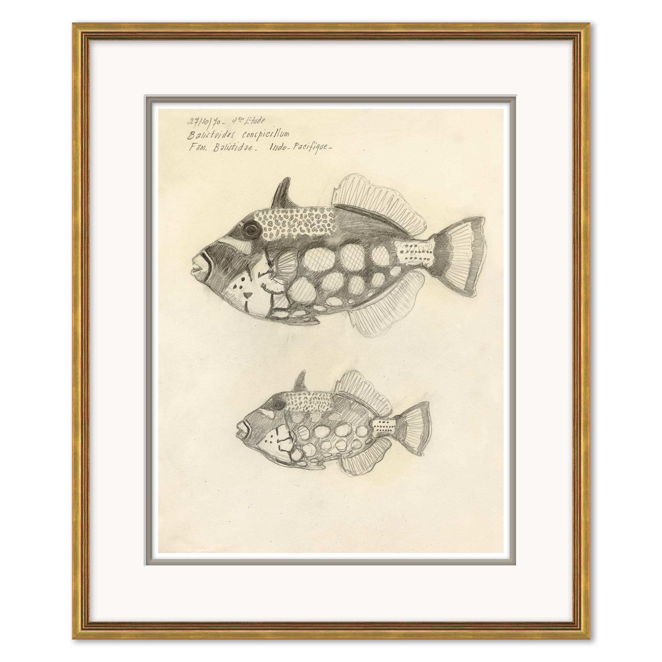 Soicher Marin Odd Fish Drawing Print | Wayfair