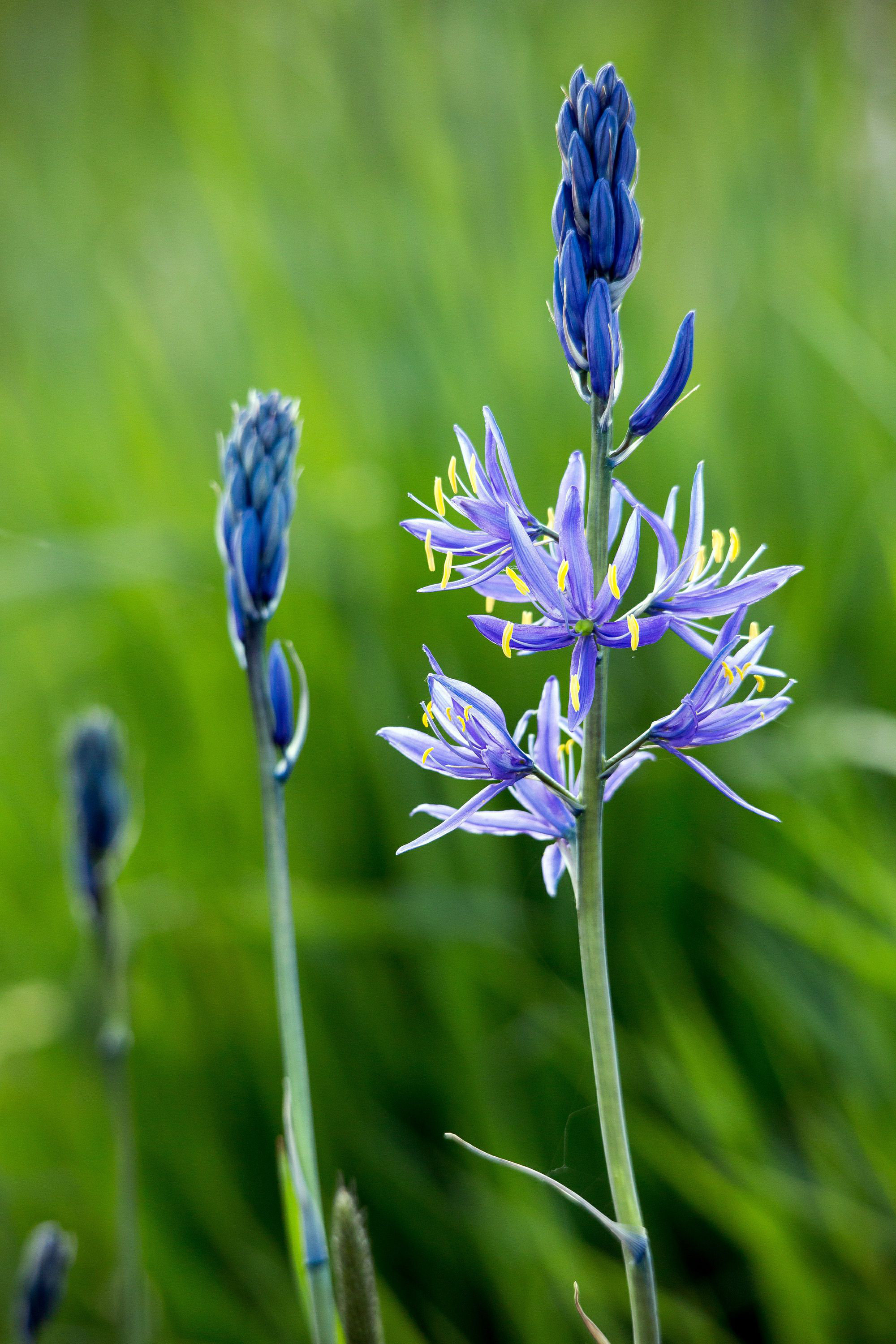 Ebern Designs Camas Flowers by Stevelenzphoto - Print | Wayfair