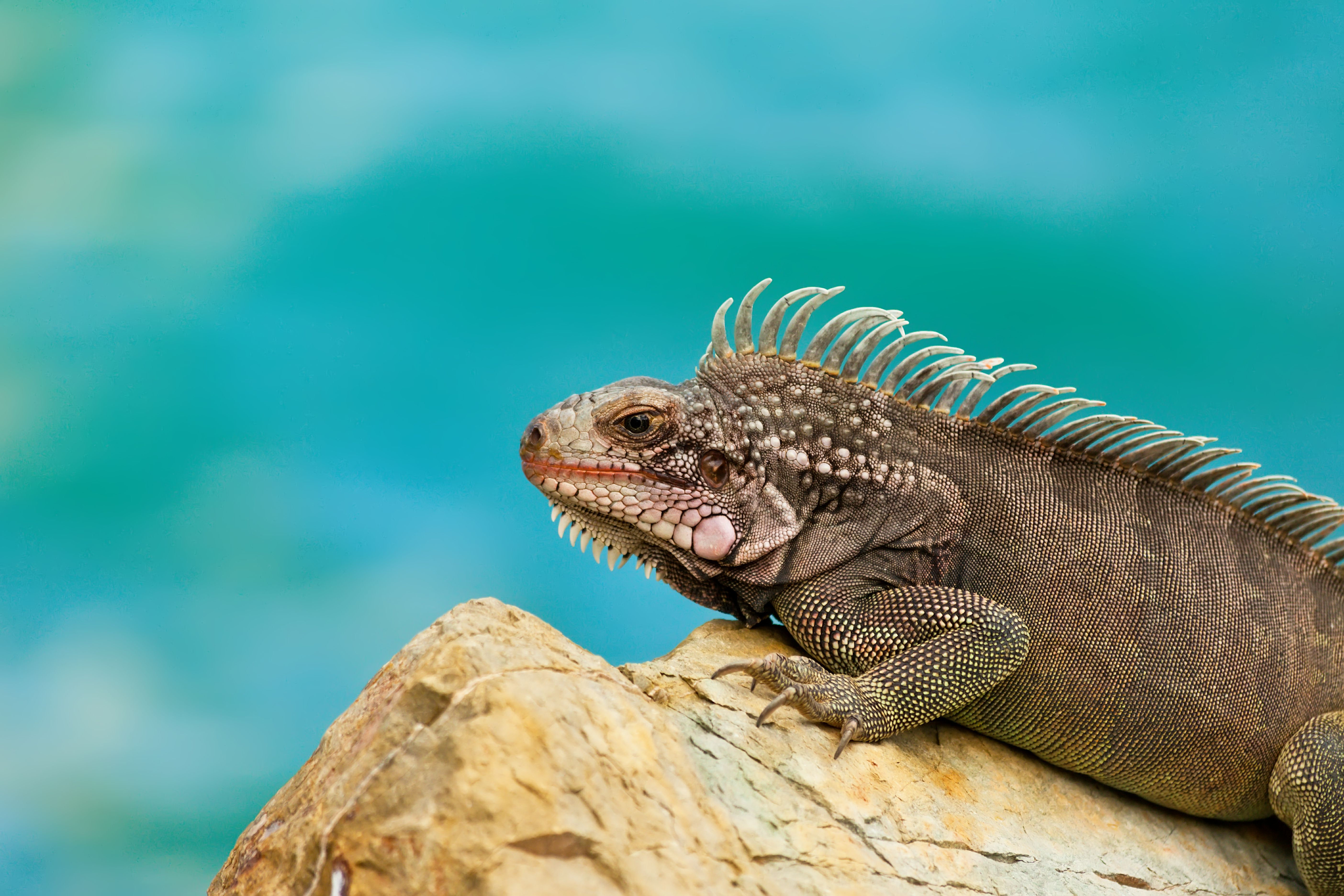 Ebern Designs Iguana by Ruth Peterkin - Wrapped Canvas Photograph | Wayfair