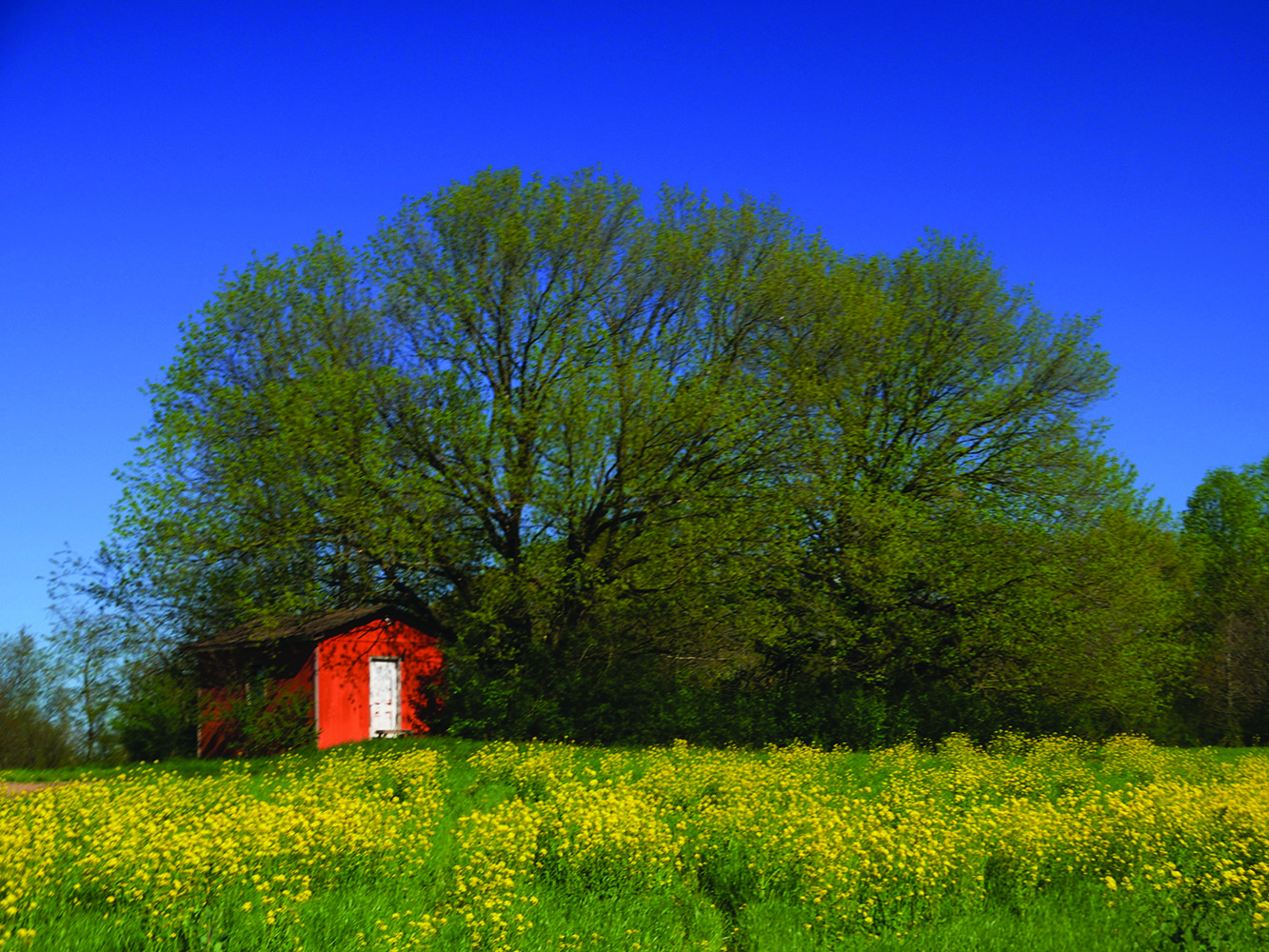 Buy Art For Less Georgia Field by Joseph Elliot - Photograph Print ...